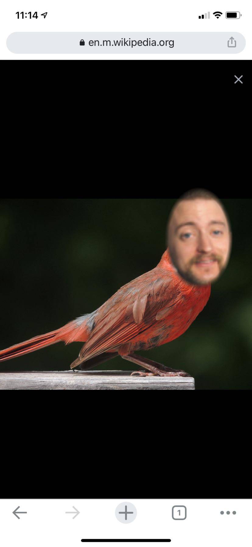 Charles Cardinell | Scrolller