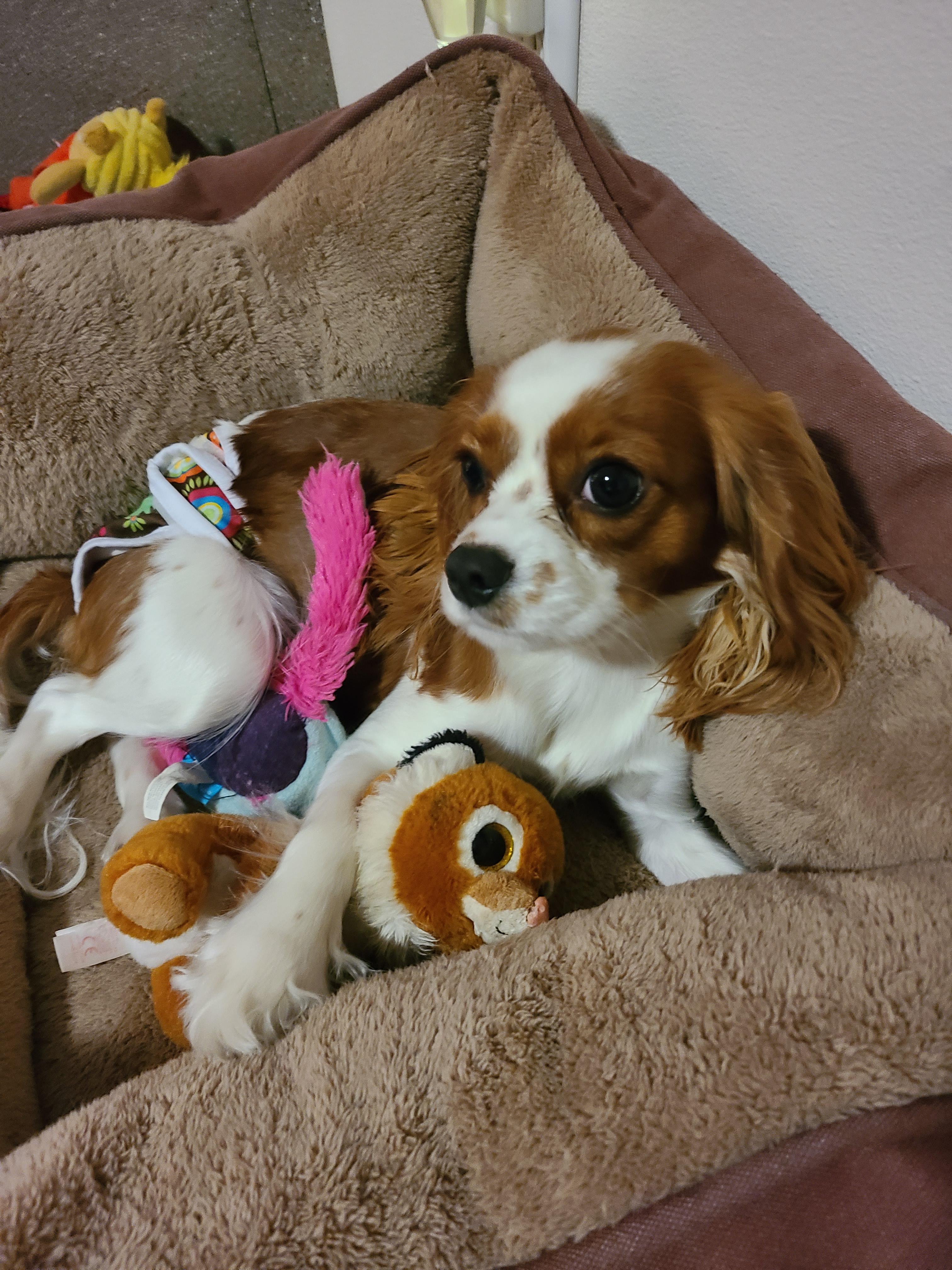 Charlotte with her teddy | Scrolller