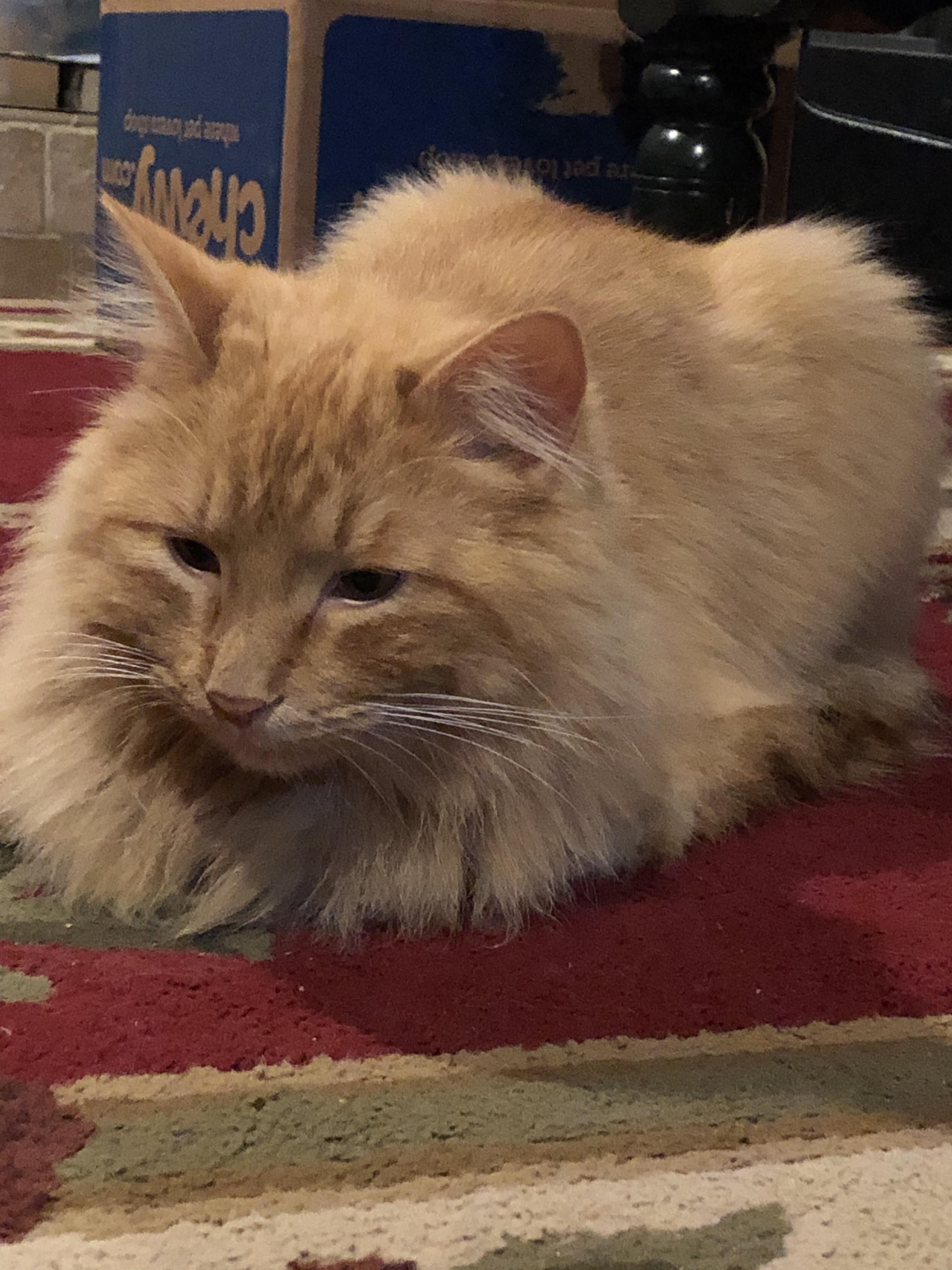 Charming, handsome ginger loaf ️ | Scrolller