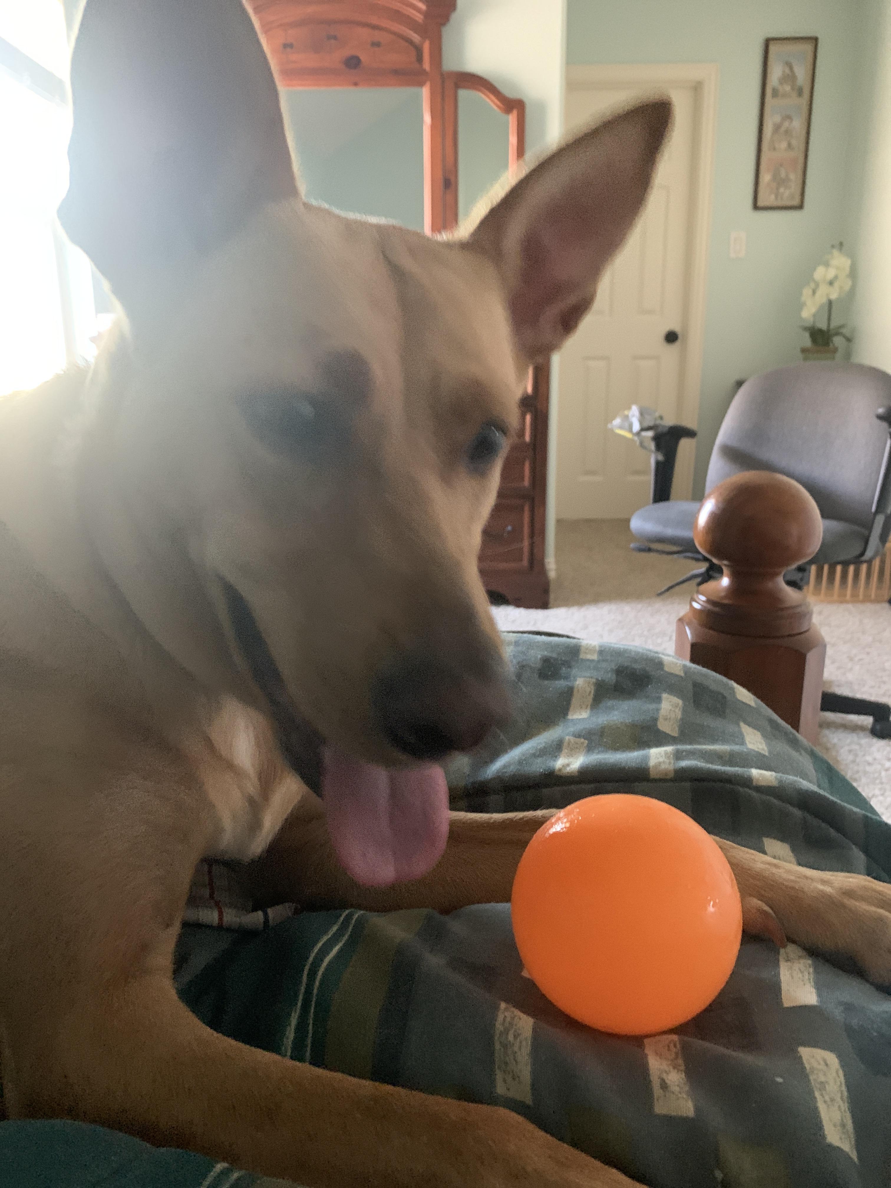 check out my dog | Scrolller