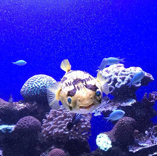 Check out this cute puffer fish. I took the picture myself in an aquarium in Mallorca. | Scrolller