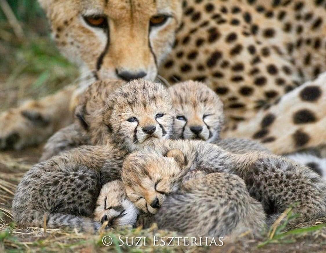 Cheetah Cuddle Puddle | Scrolller