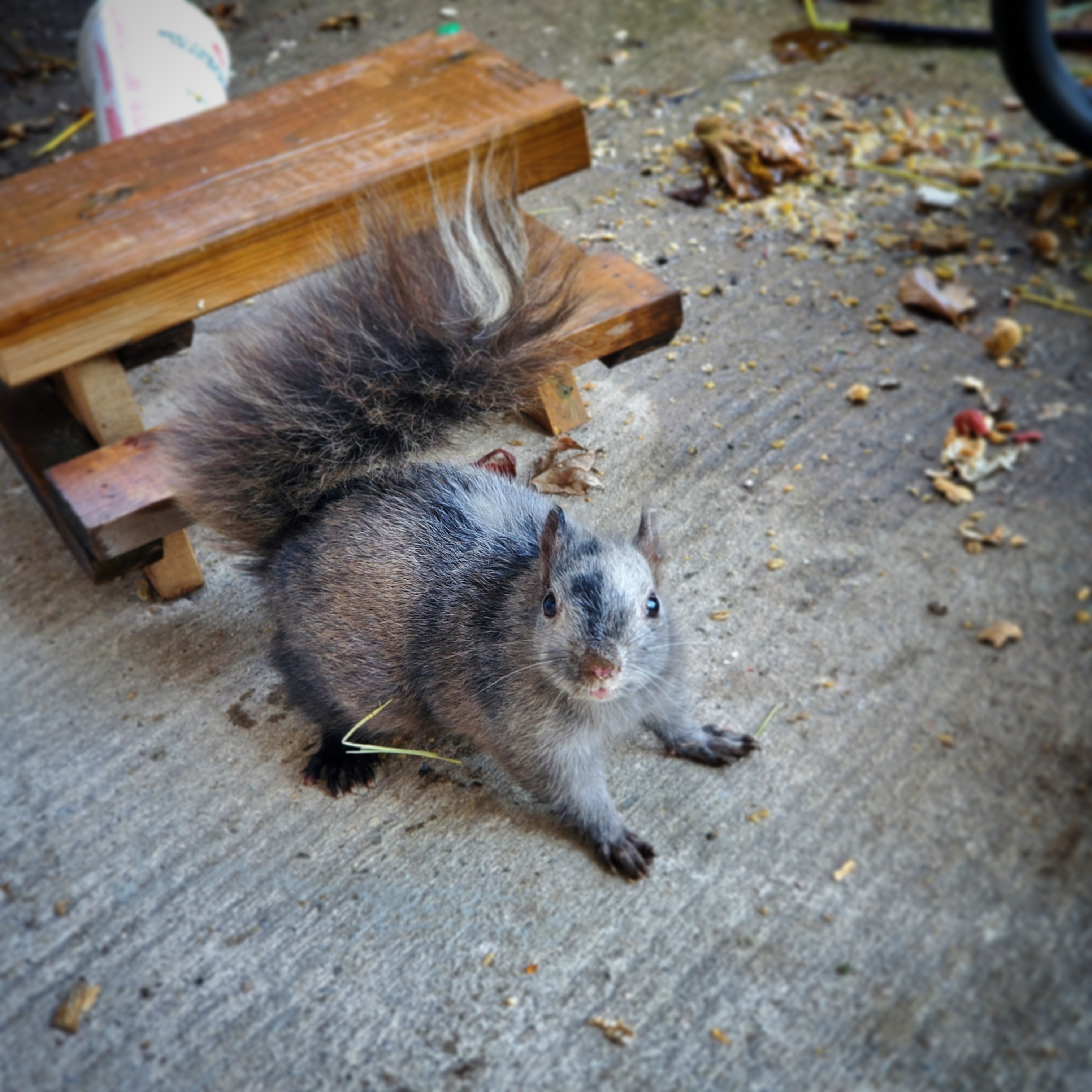 Chester Has The Most Interesting Colour Pattern I Ve Ever Seen Scrolller