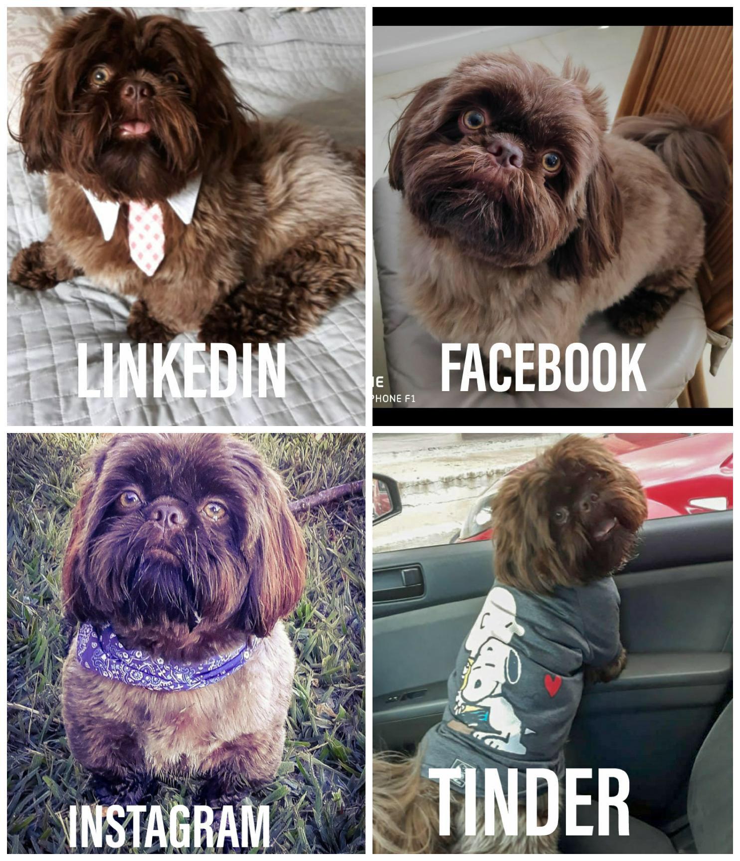 Chewbacca profiles 🥰 | Scrolller