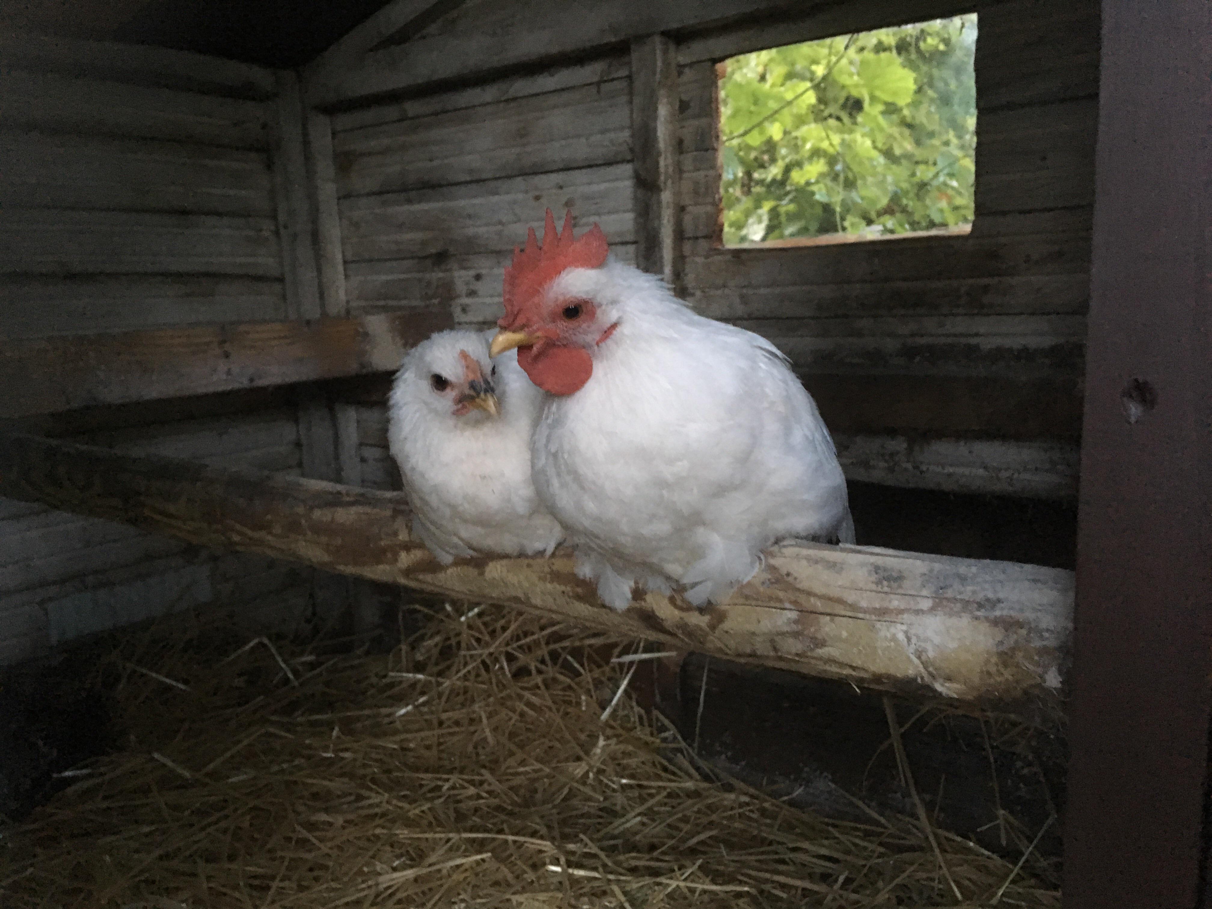 Chicken cuddles | Scrolller