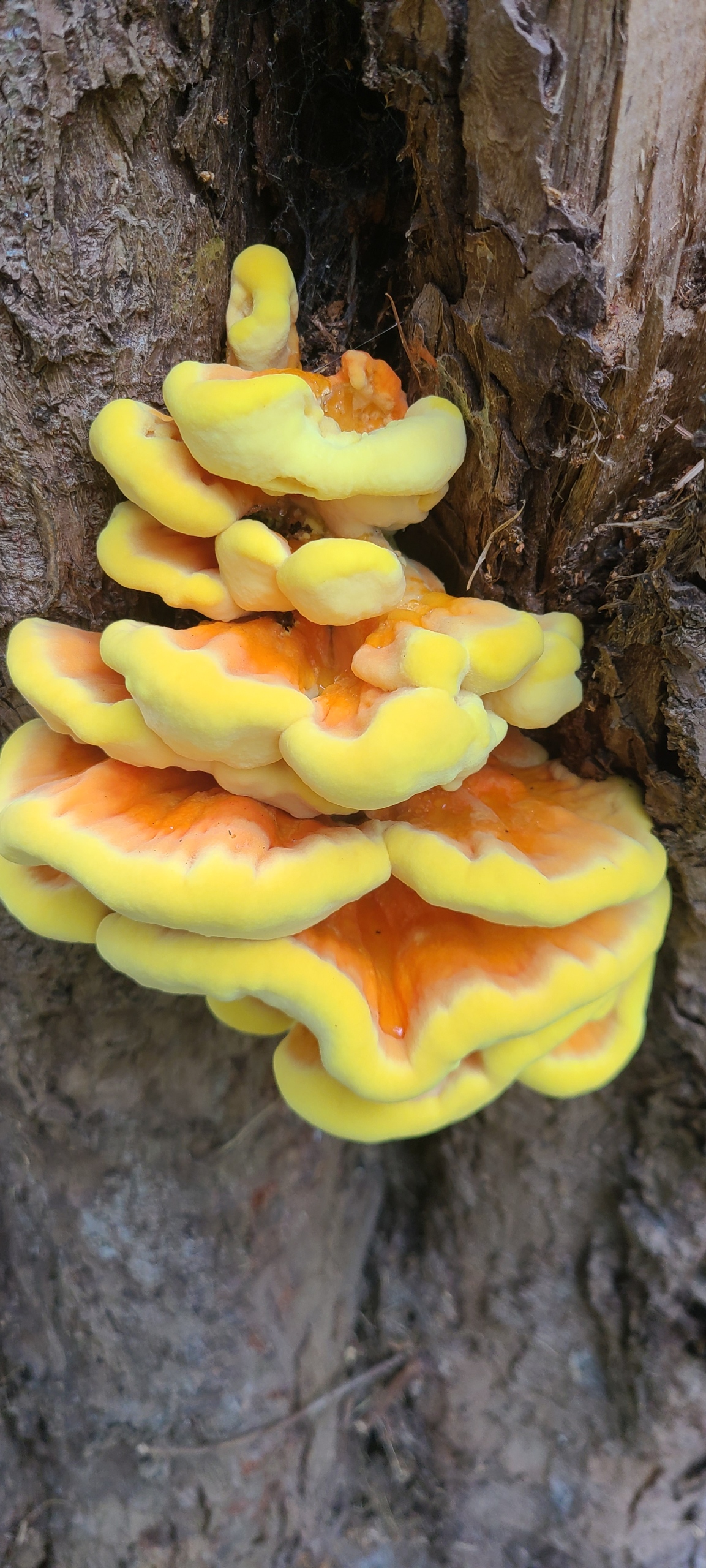 Chicken of the woods, WA [OC] | Scrolller