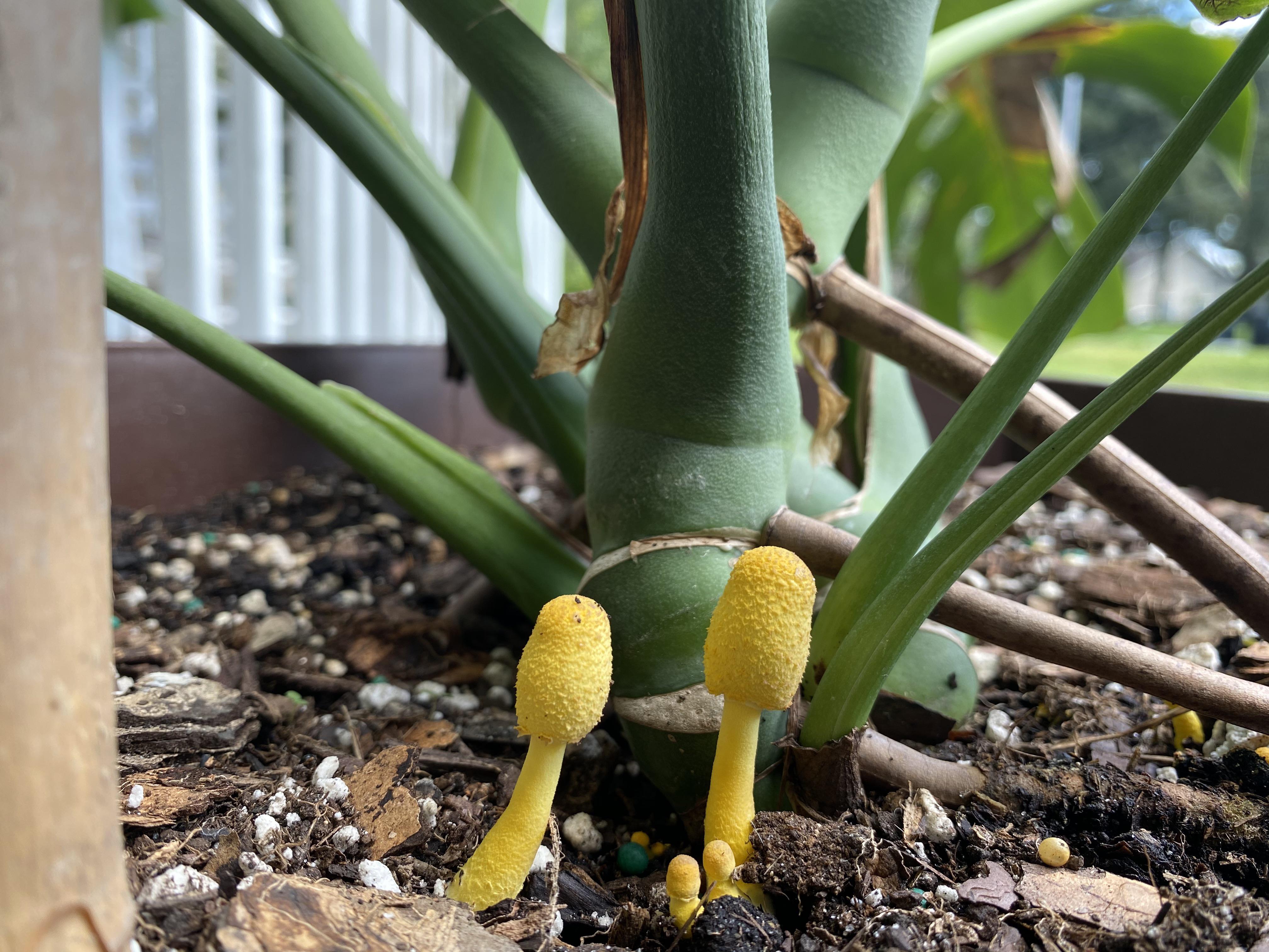 Chillin at the base of my Monstera. | Scrolller