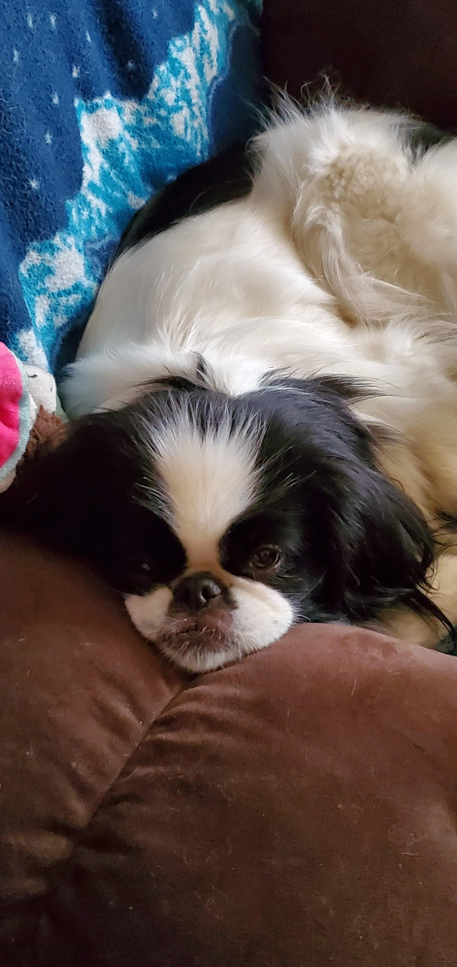 Chillin' Chin | Scrolller