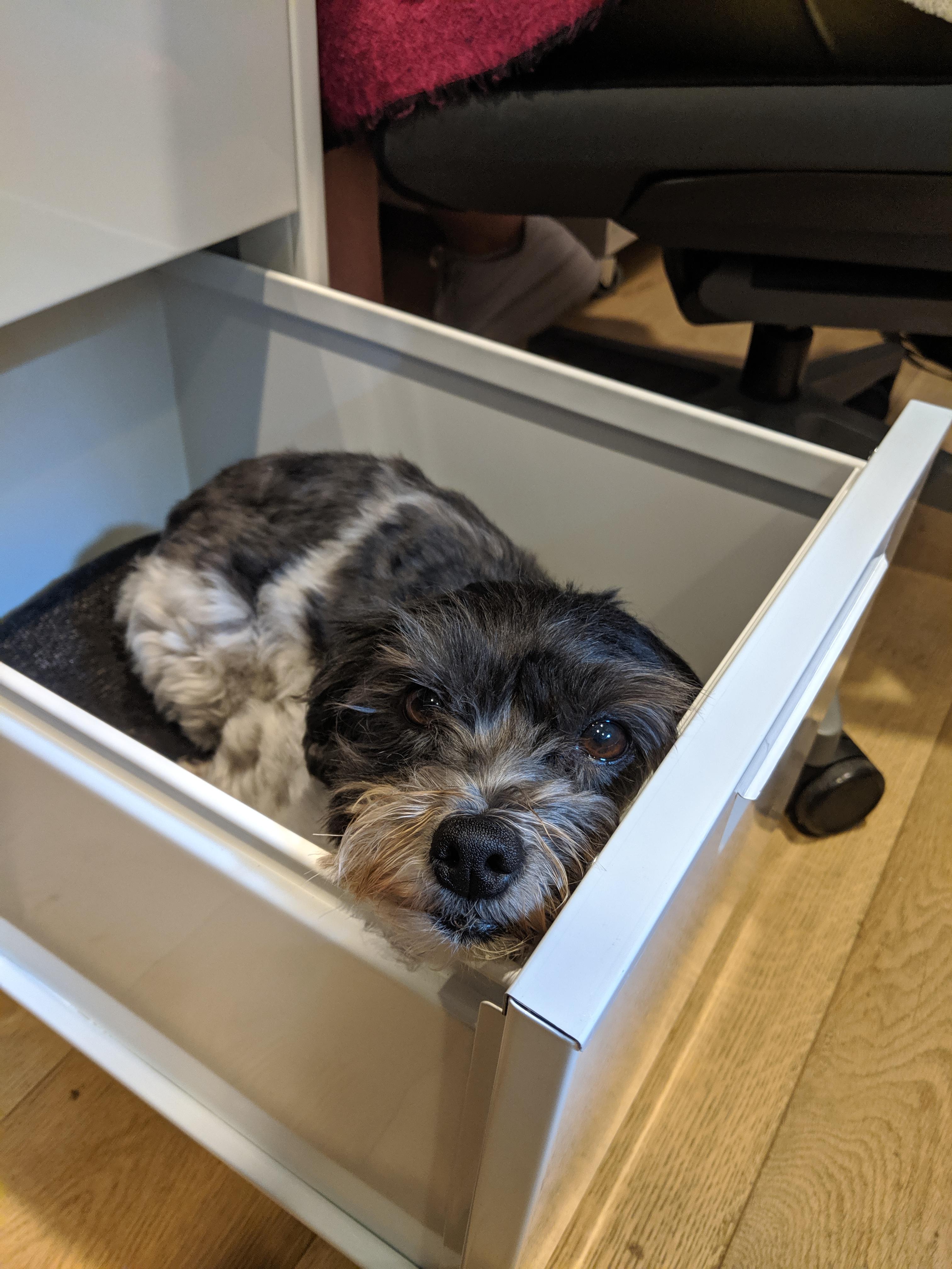Chilling in my drawer | Scrolller