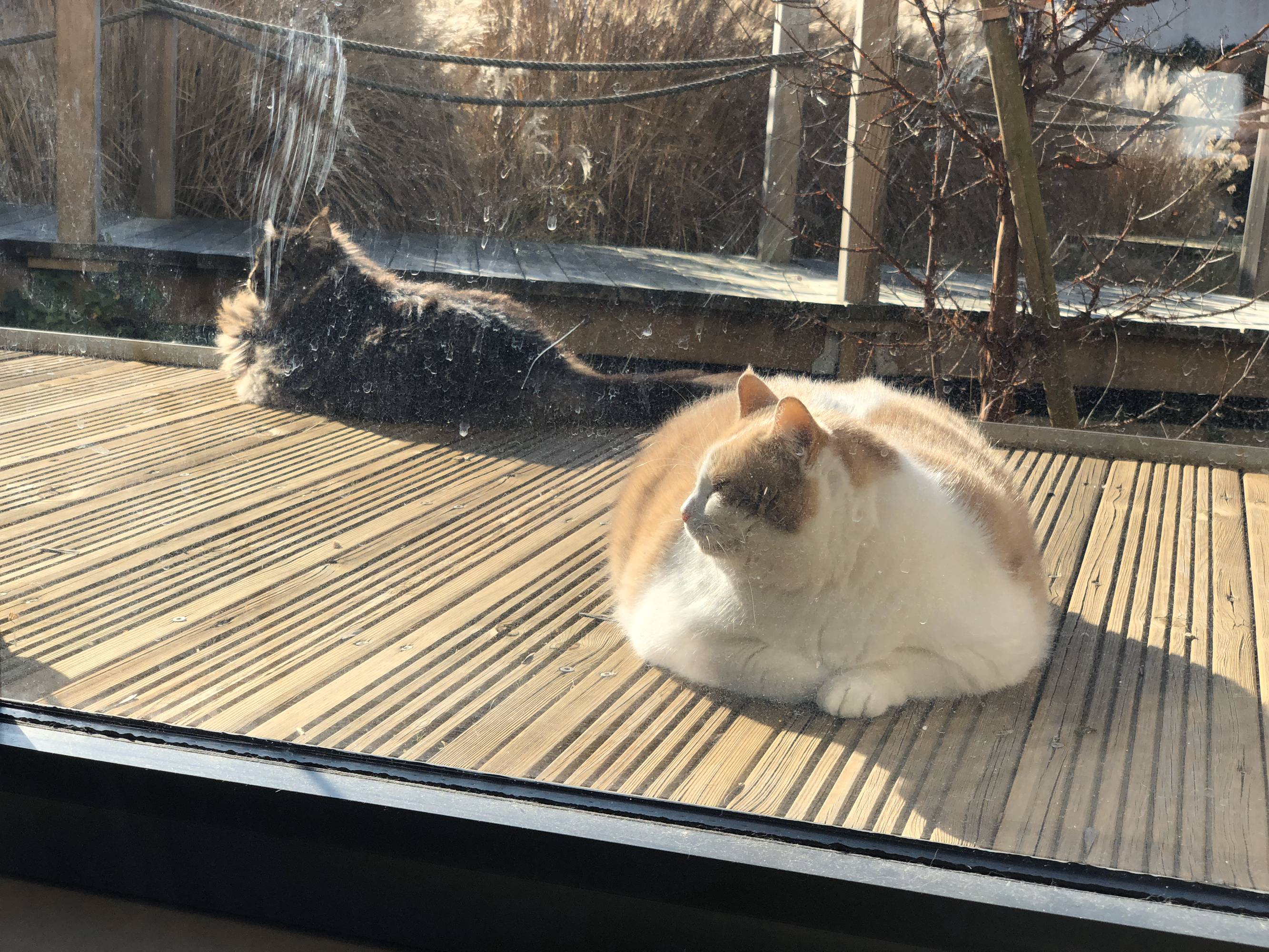 Chonk brigade sunbathing | Scrolller