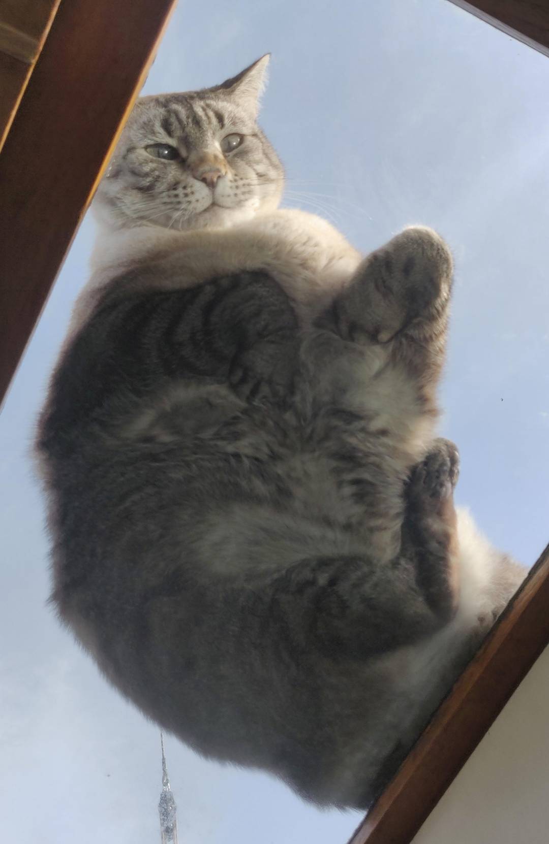 Chonker on glass | Scrolller