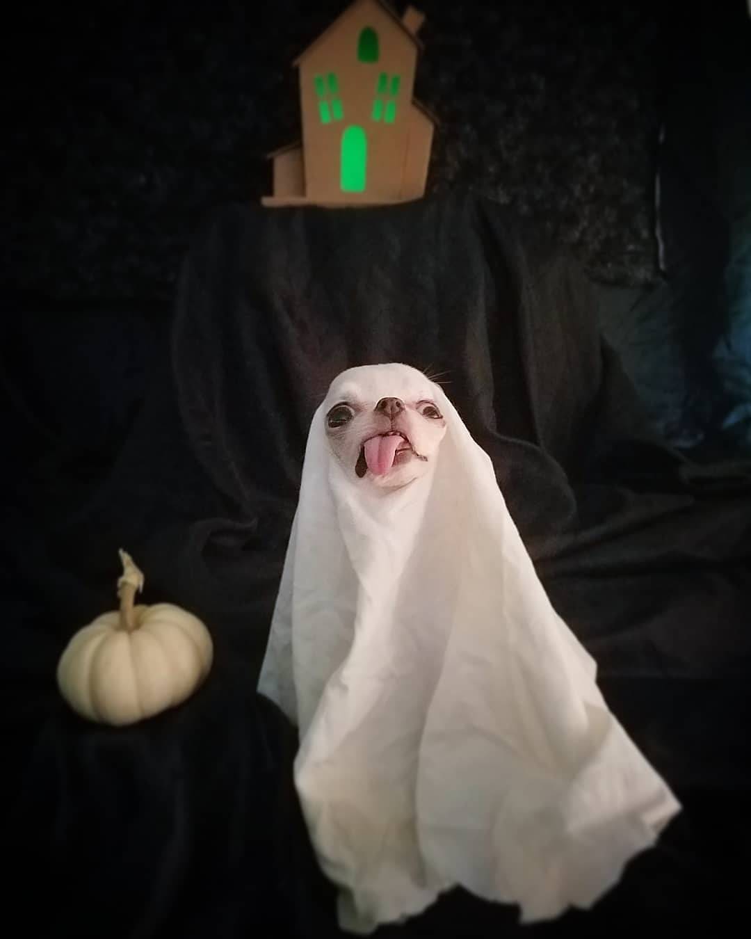 Chowder: Spoopy Pupper 👻 | Scrolller