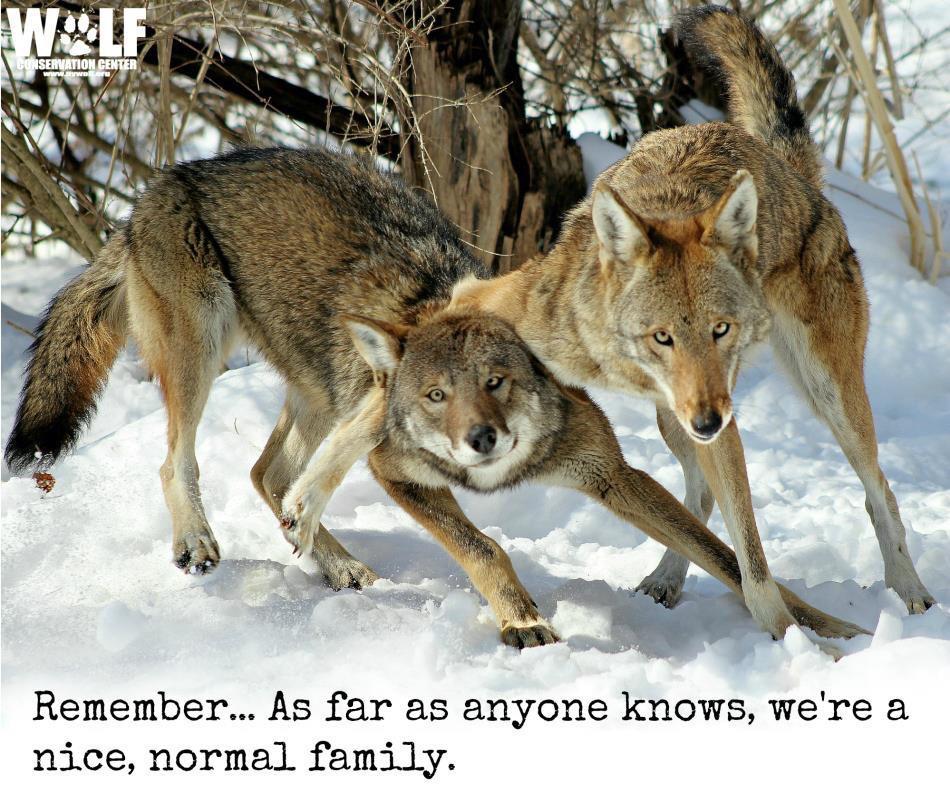 Christmas in a nutshell. | Scrolller