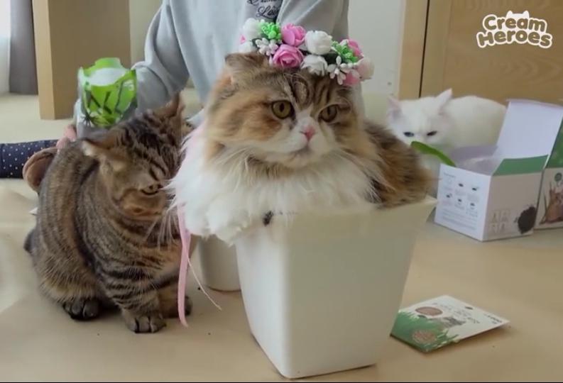 Chuchu being a princess | Scrolller