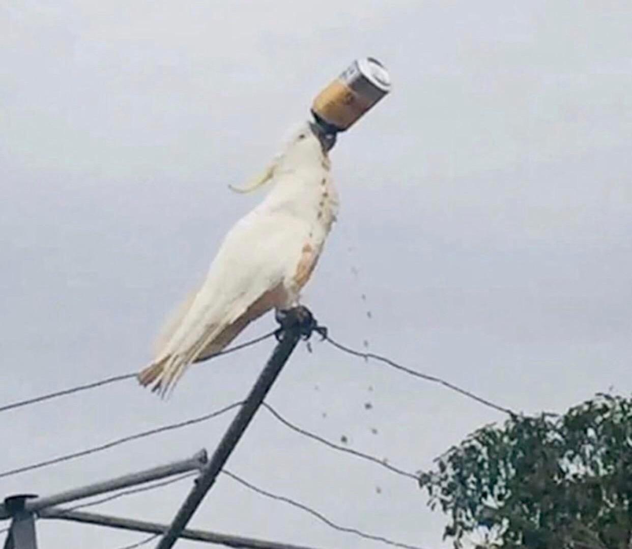 Chug! Chug! Chug! | Scrolller