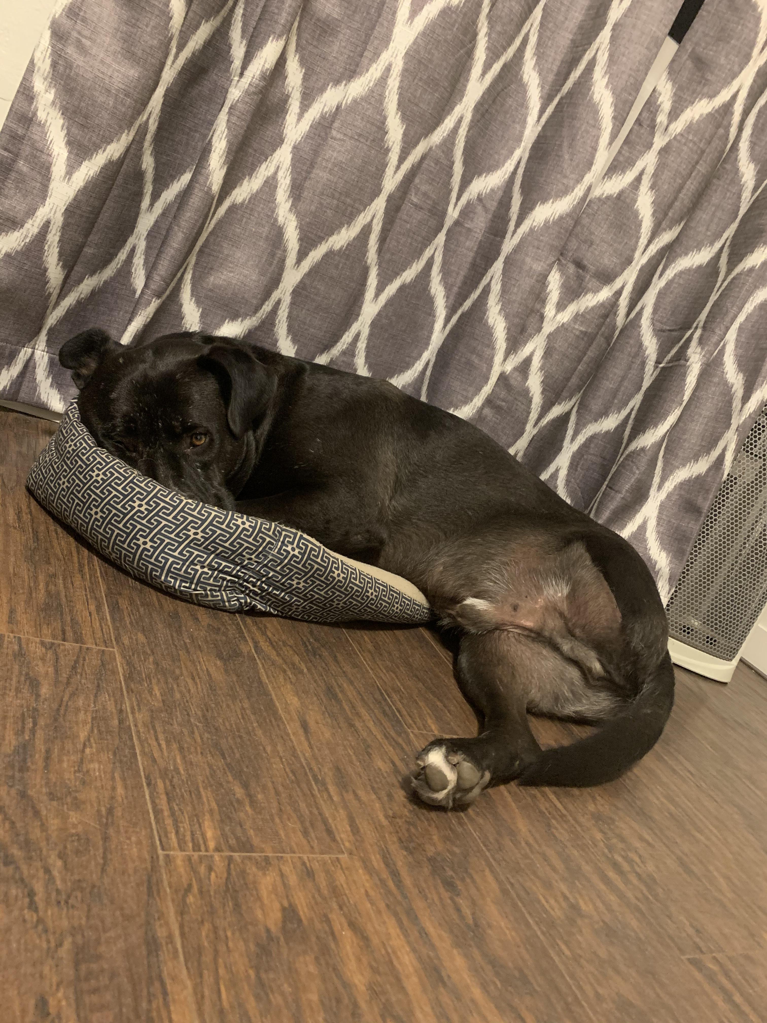 Chunky boy steals his sister’s bed.. | Scrolller
