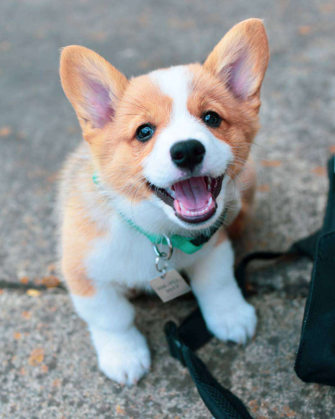 Churro is one photogenic little pup | Scrolller