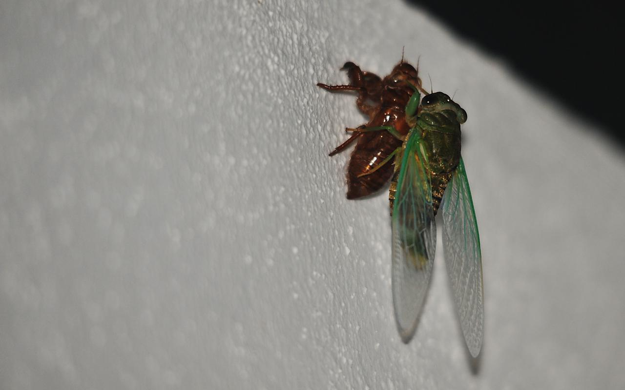 Cicada just emerged from its larval form | Scrolller