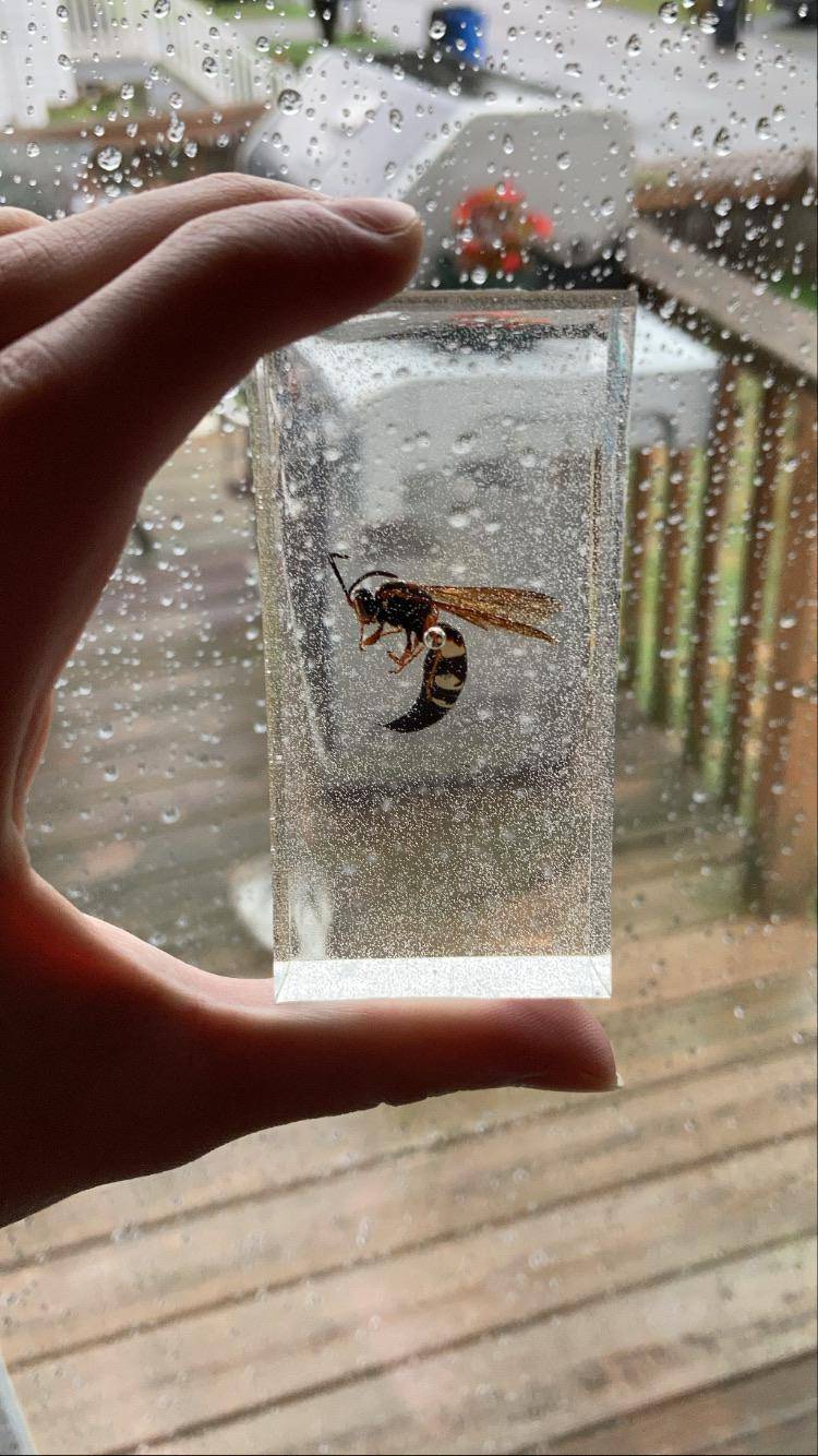 Cicada killer! | Scrolller