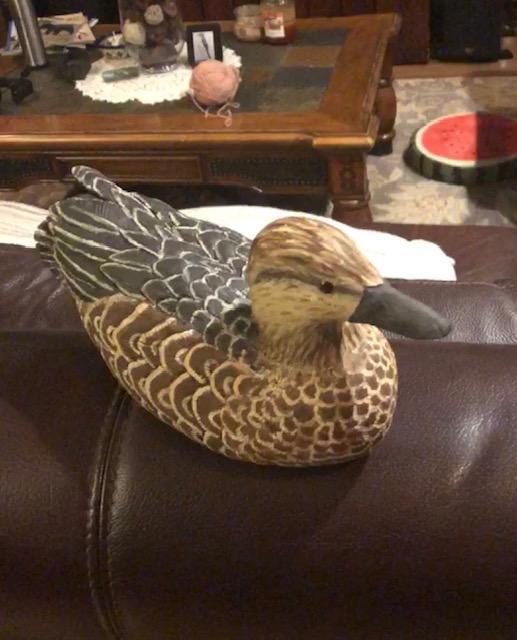 Cinnamon teal Hen (my first duck) | Scrolller