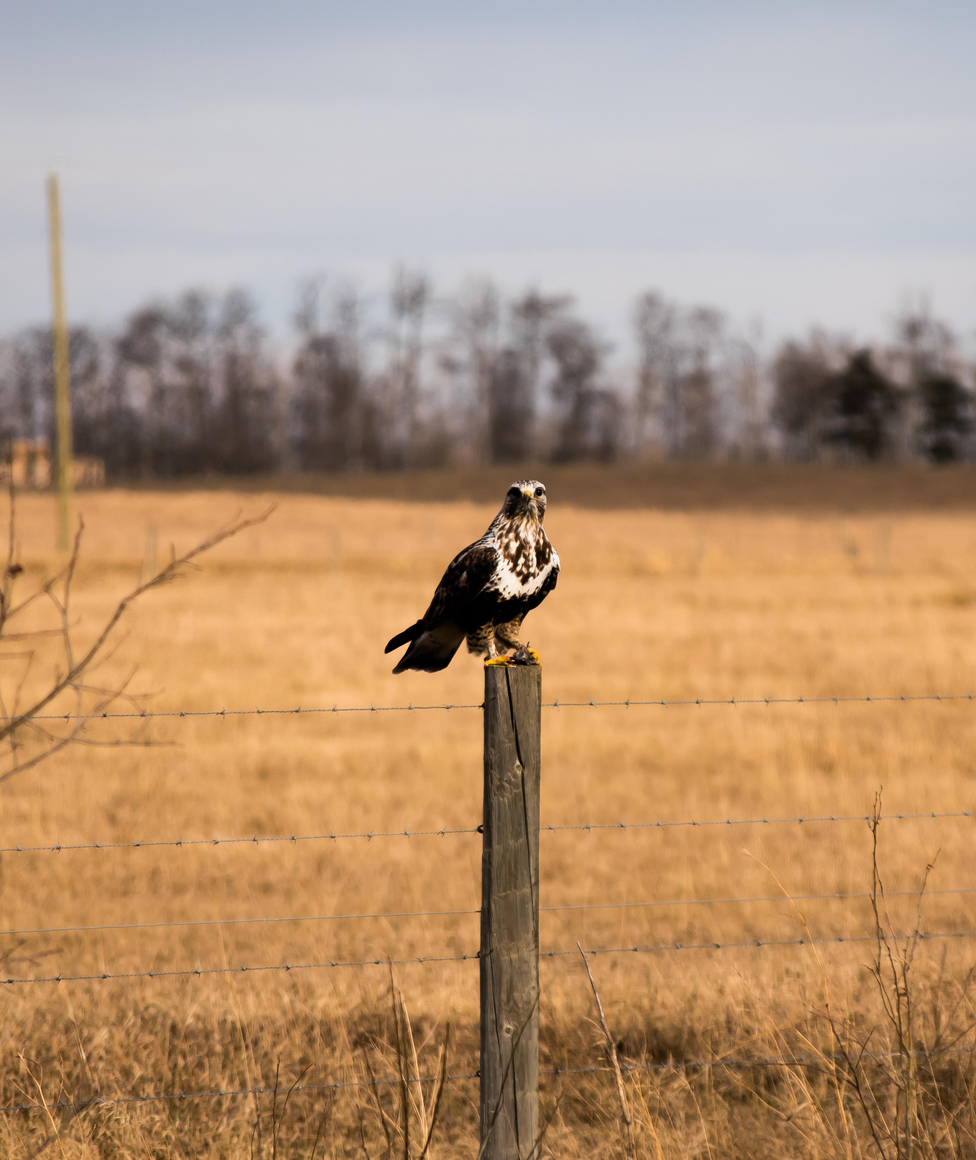 Classic Alberta scene while driving backroads north of Edmonton | Scrolller
