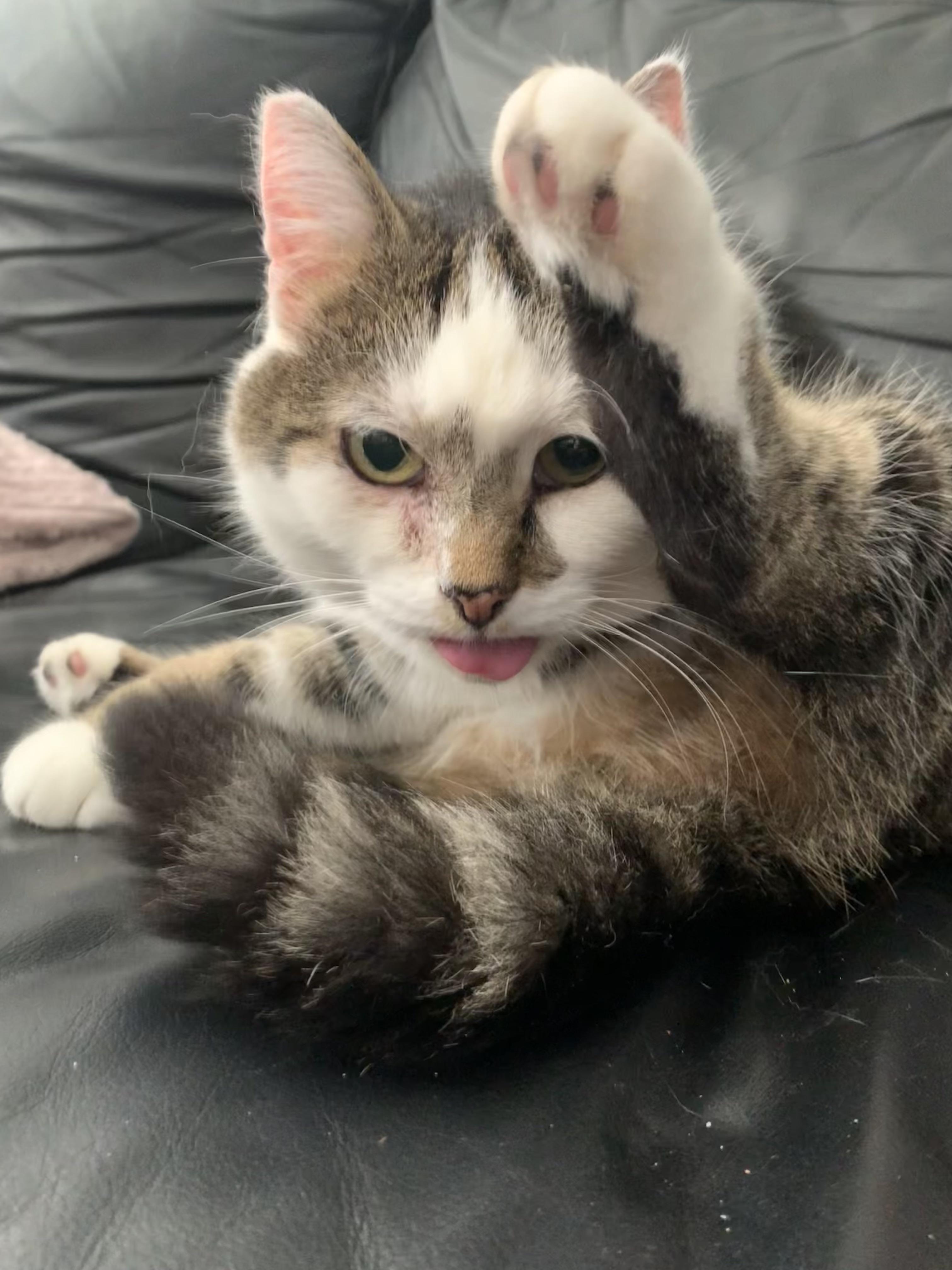 Clean blep | Scrolller