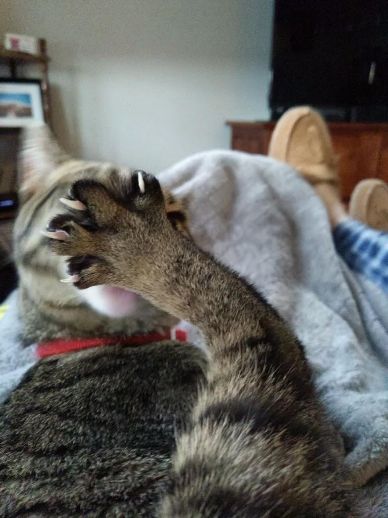 Cleaning her murder mittens | Scrolller