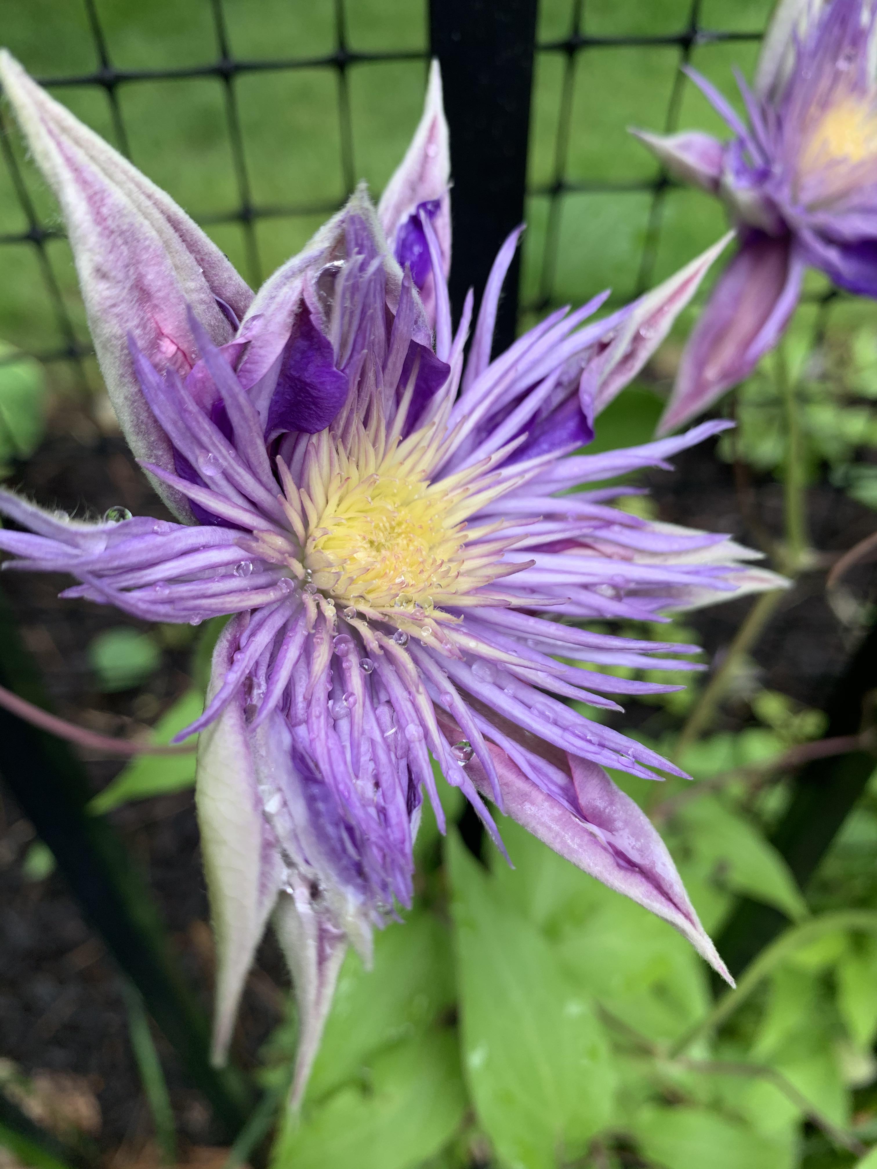 Clematis (Ohio) | Scrolller