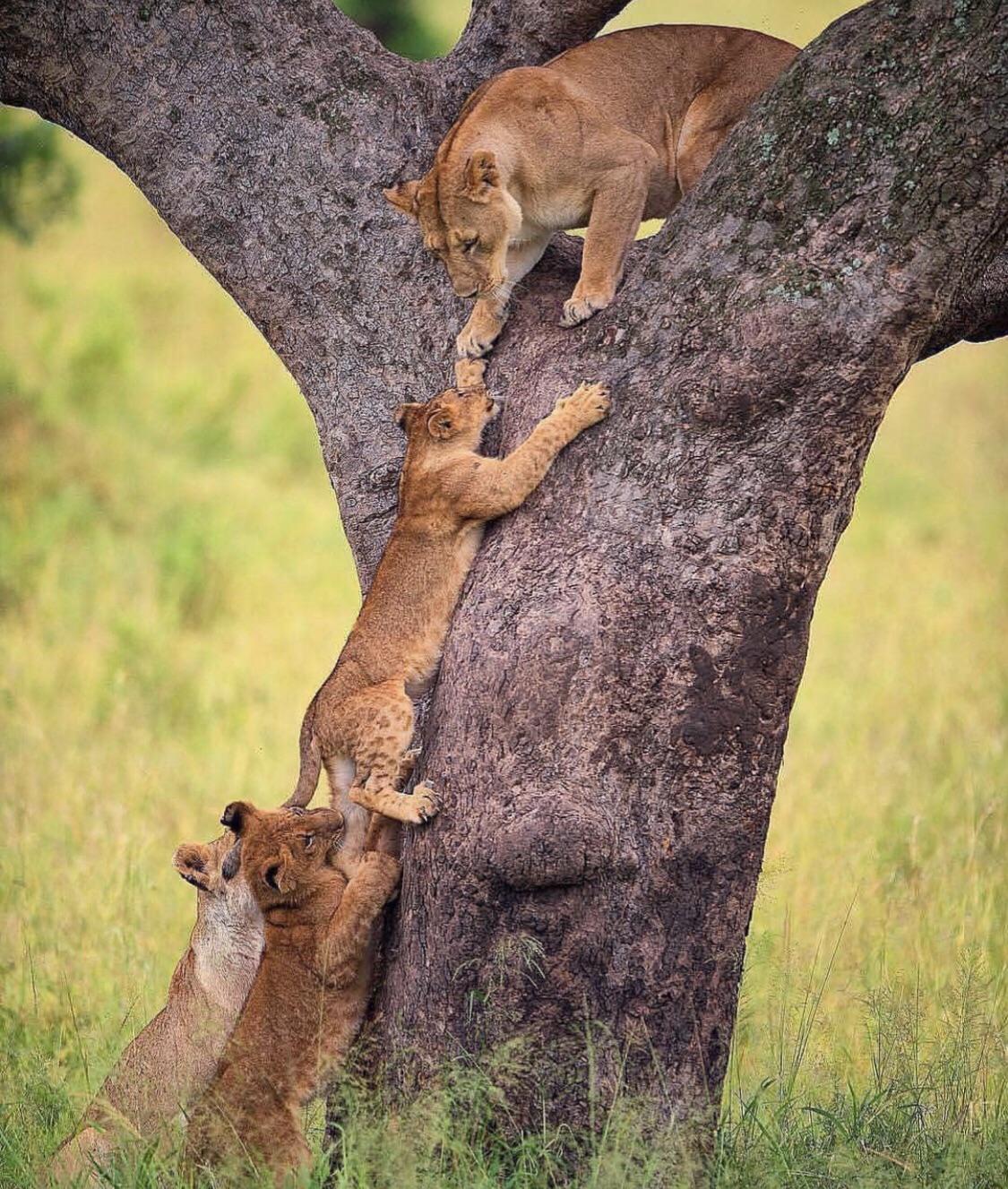 Climbing Lessons | Scrolller