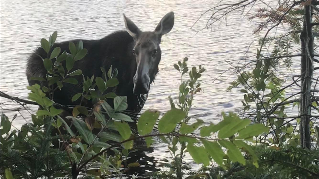 Close encounters of the moose kind | Scrolller