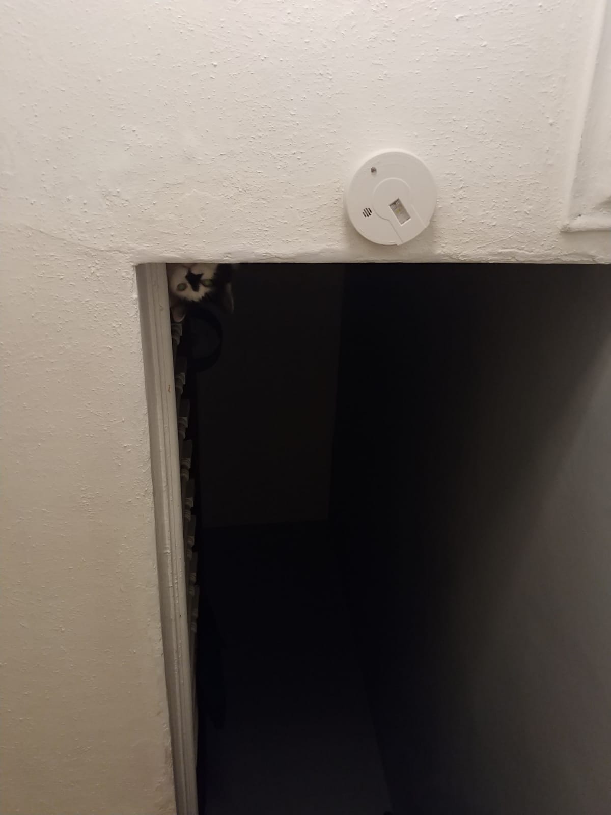 close encounters of the purrd kind | Scrolller