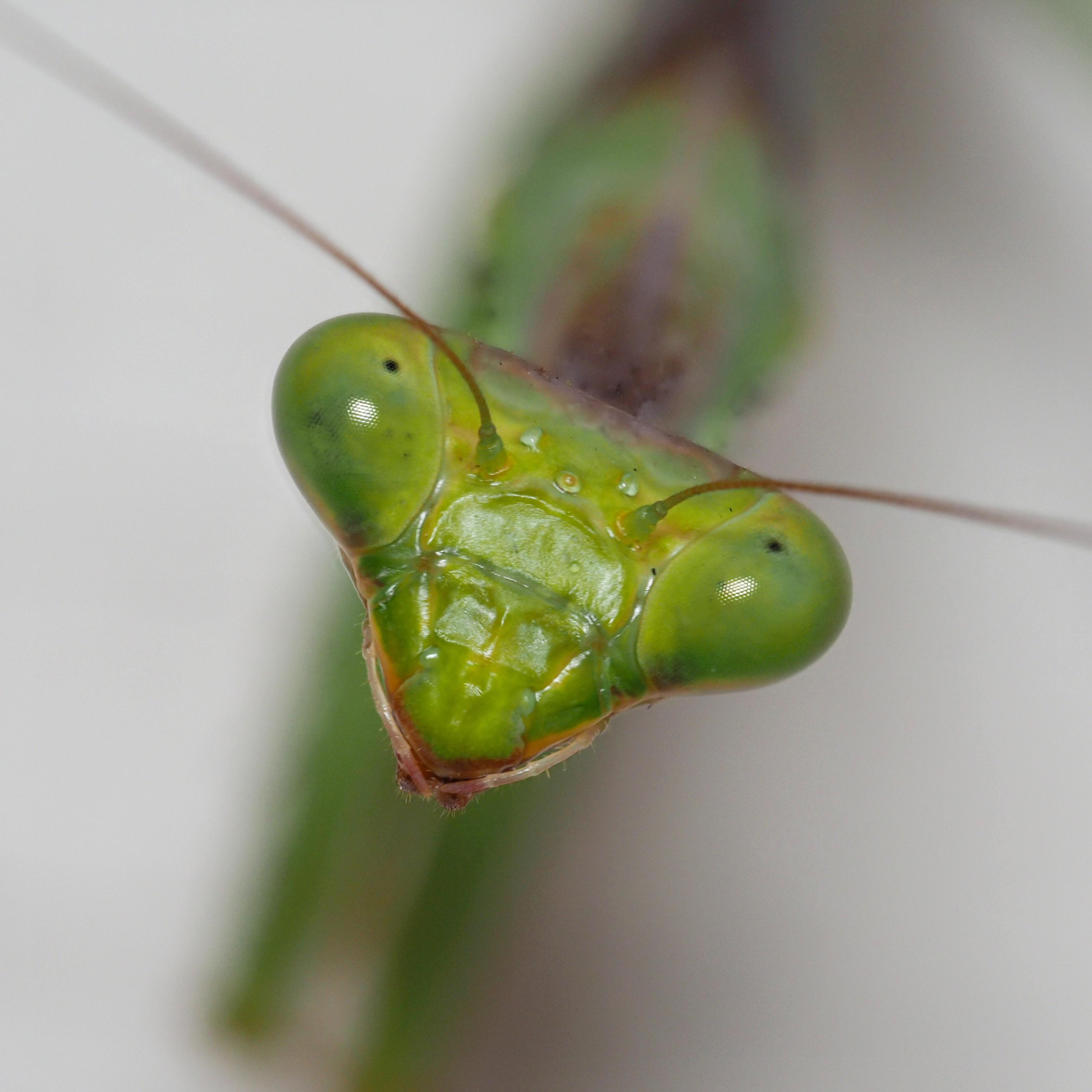 Close up portrait of a preying mantis. [OC] | Scrolller