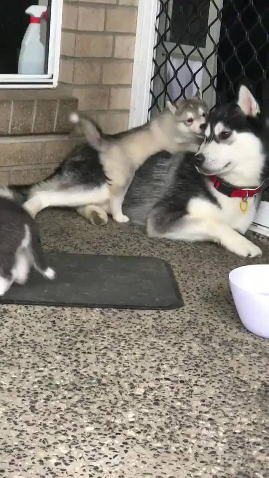 Clumsy Husky puppy | Scrolller