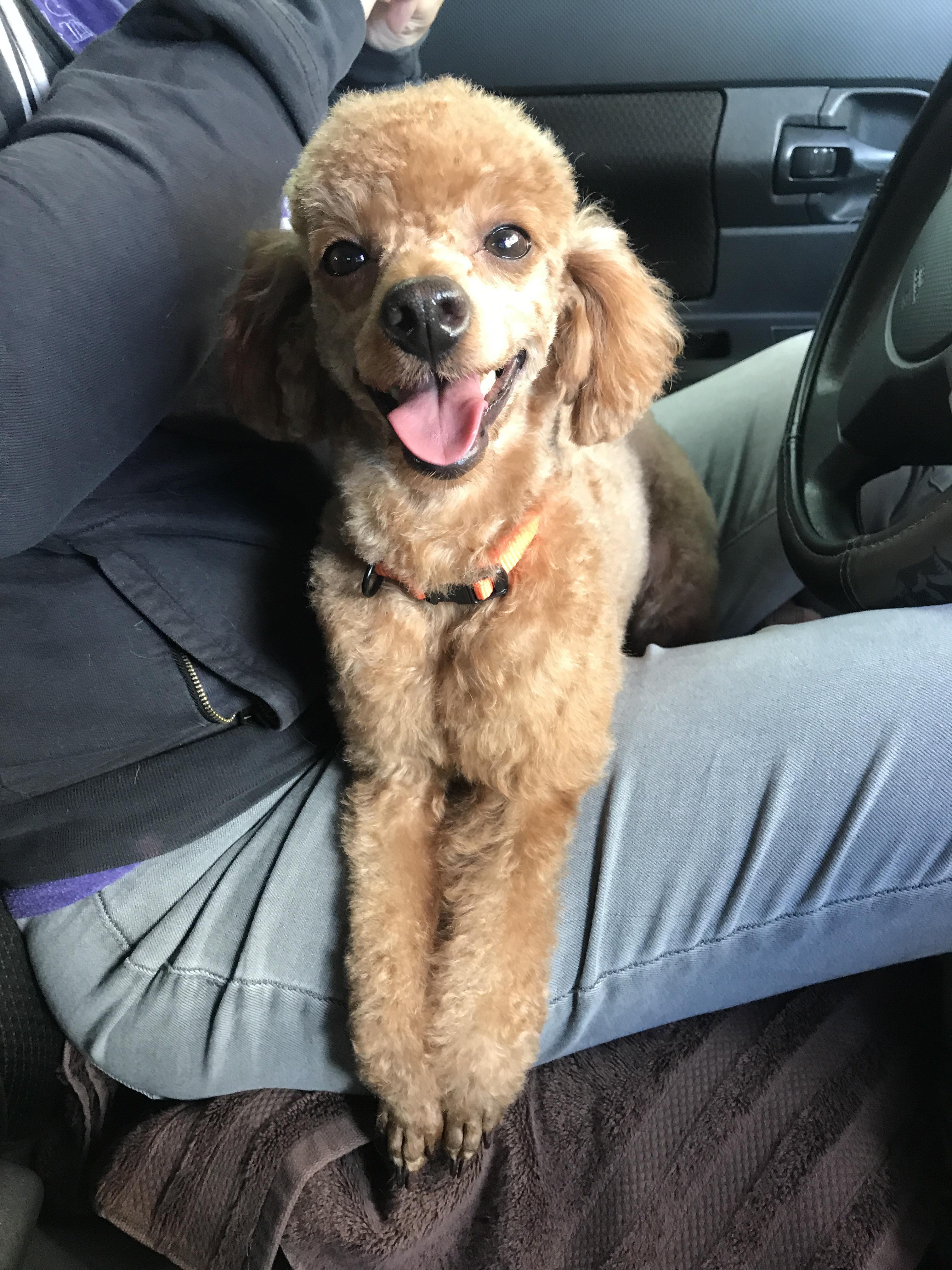 Coco’s first grooming! | Scrolller