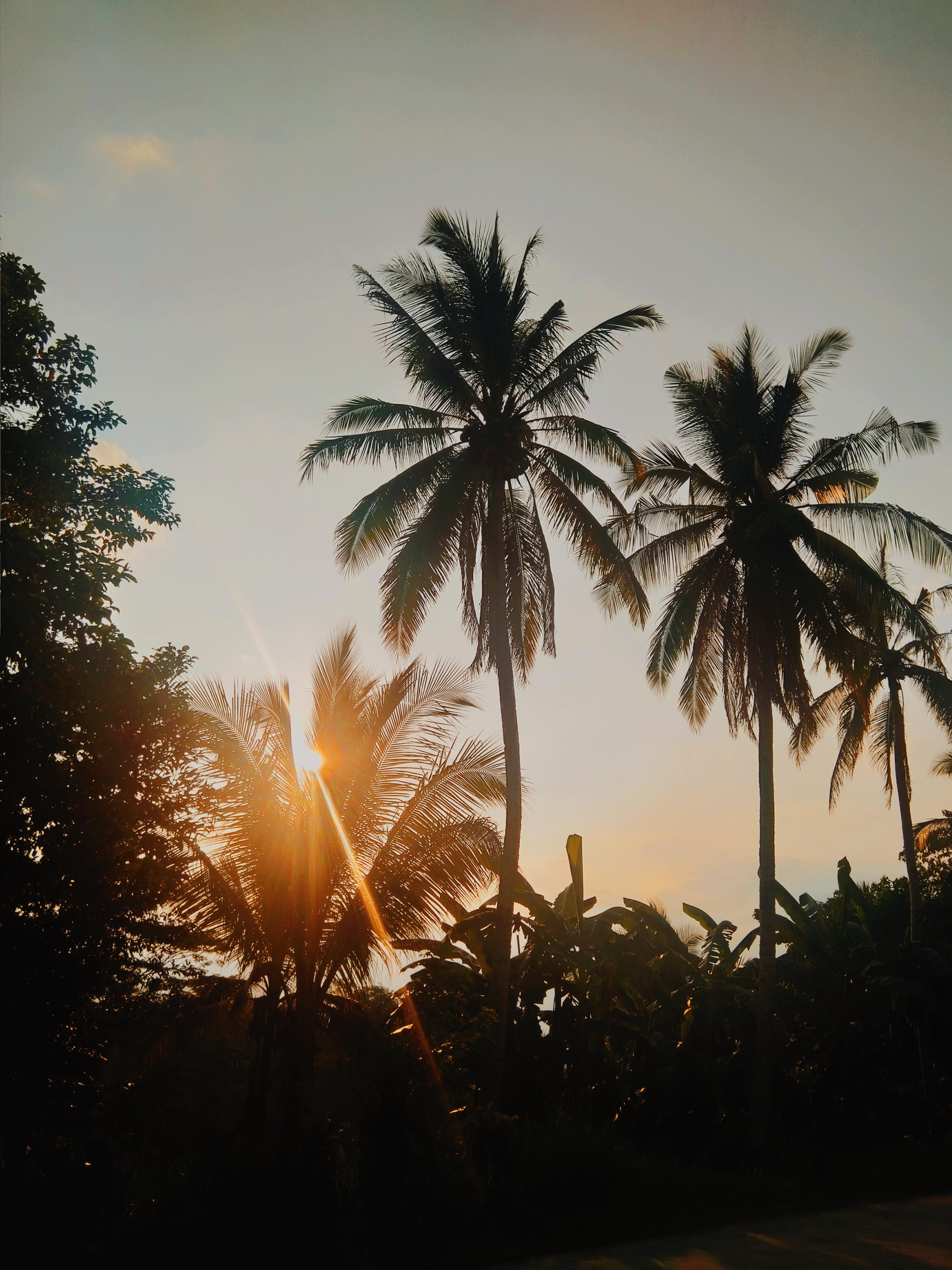 coconut trees in the afternoon | Scrolller