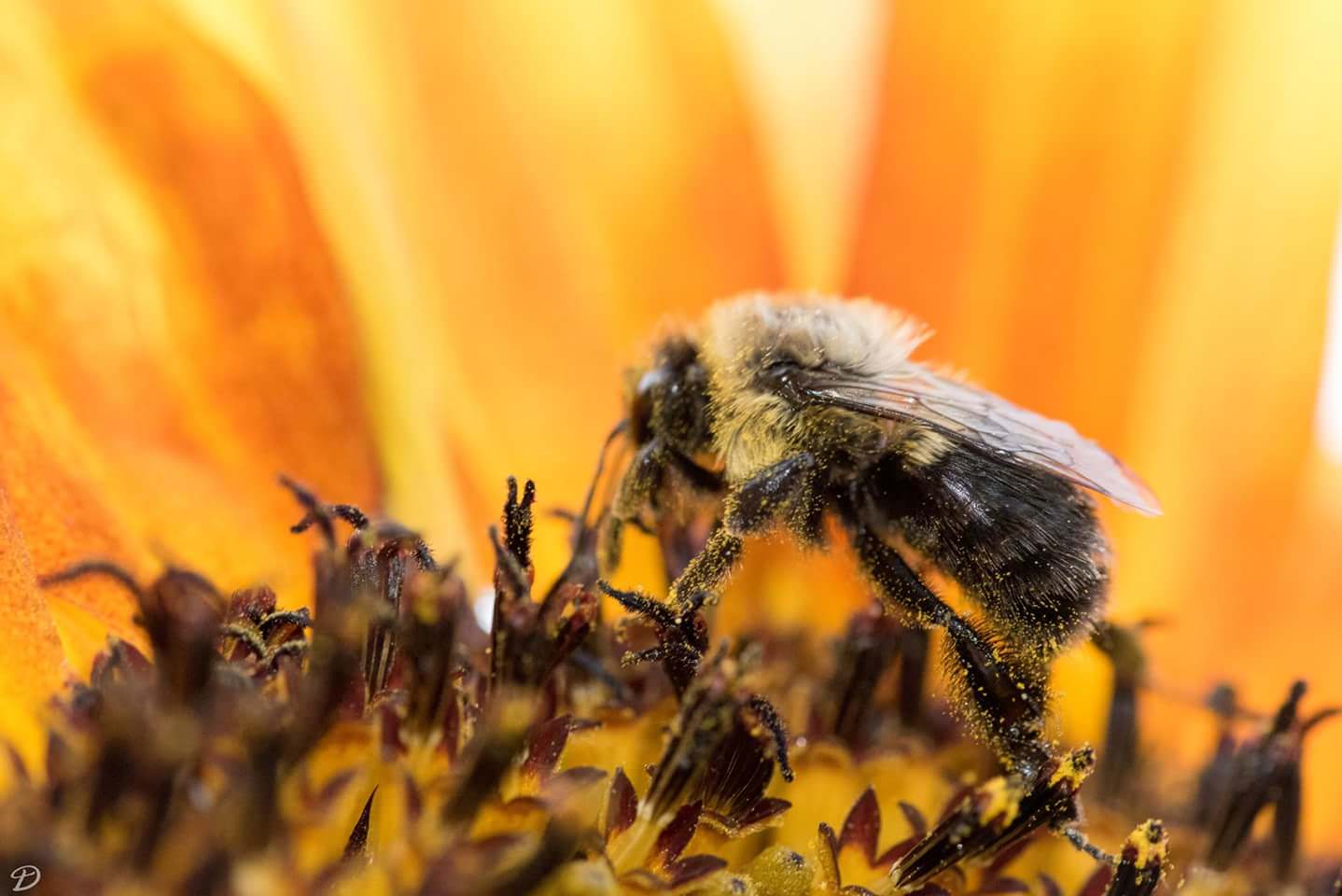 Collecting pollen | Scrolller