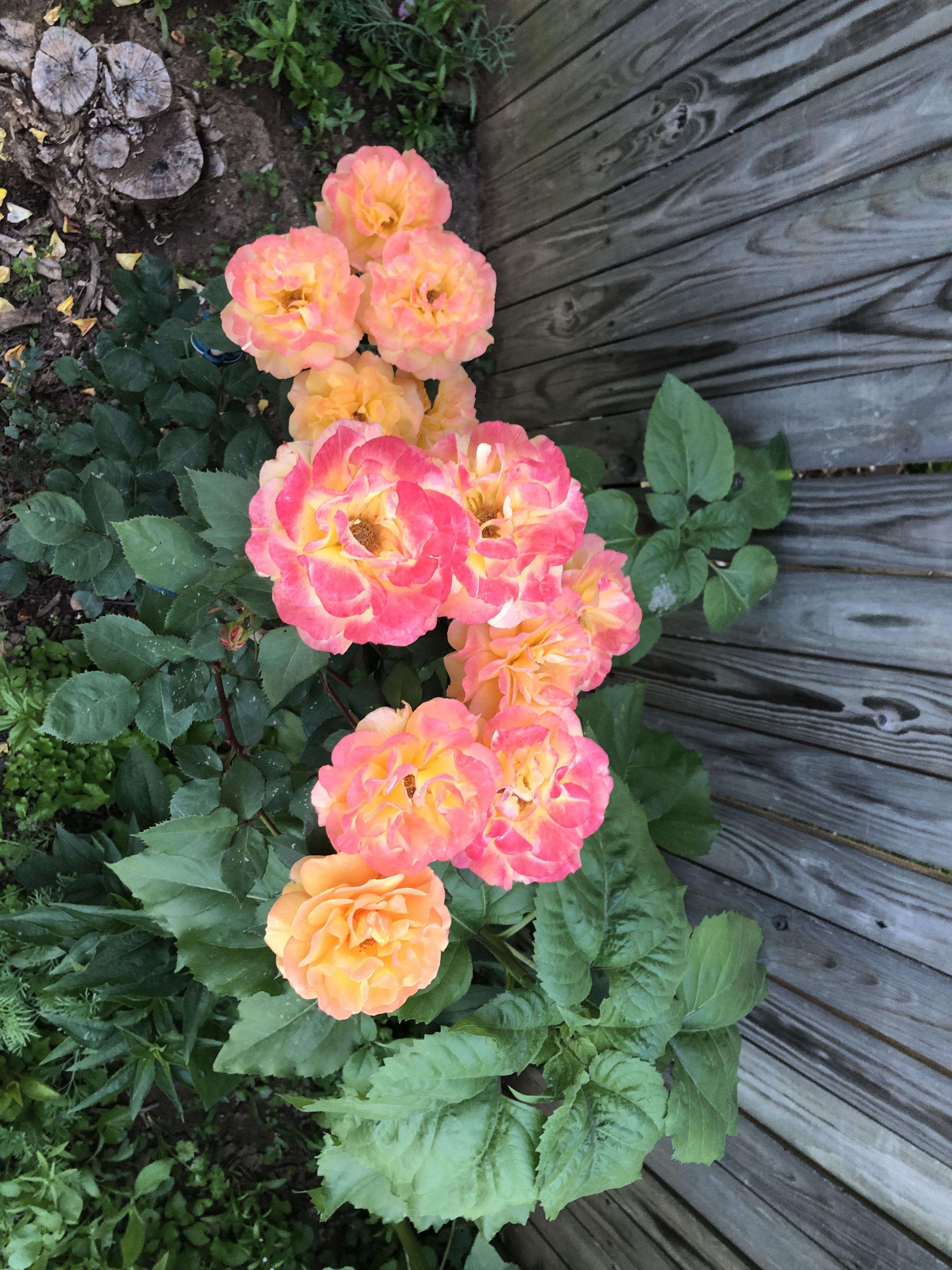 color changing roses | Scrolller