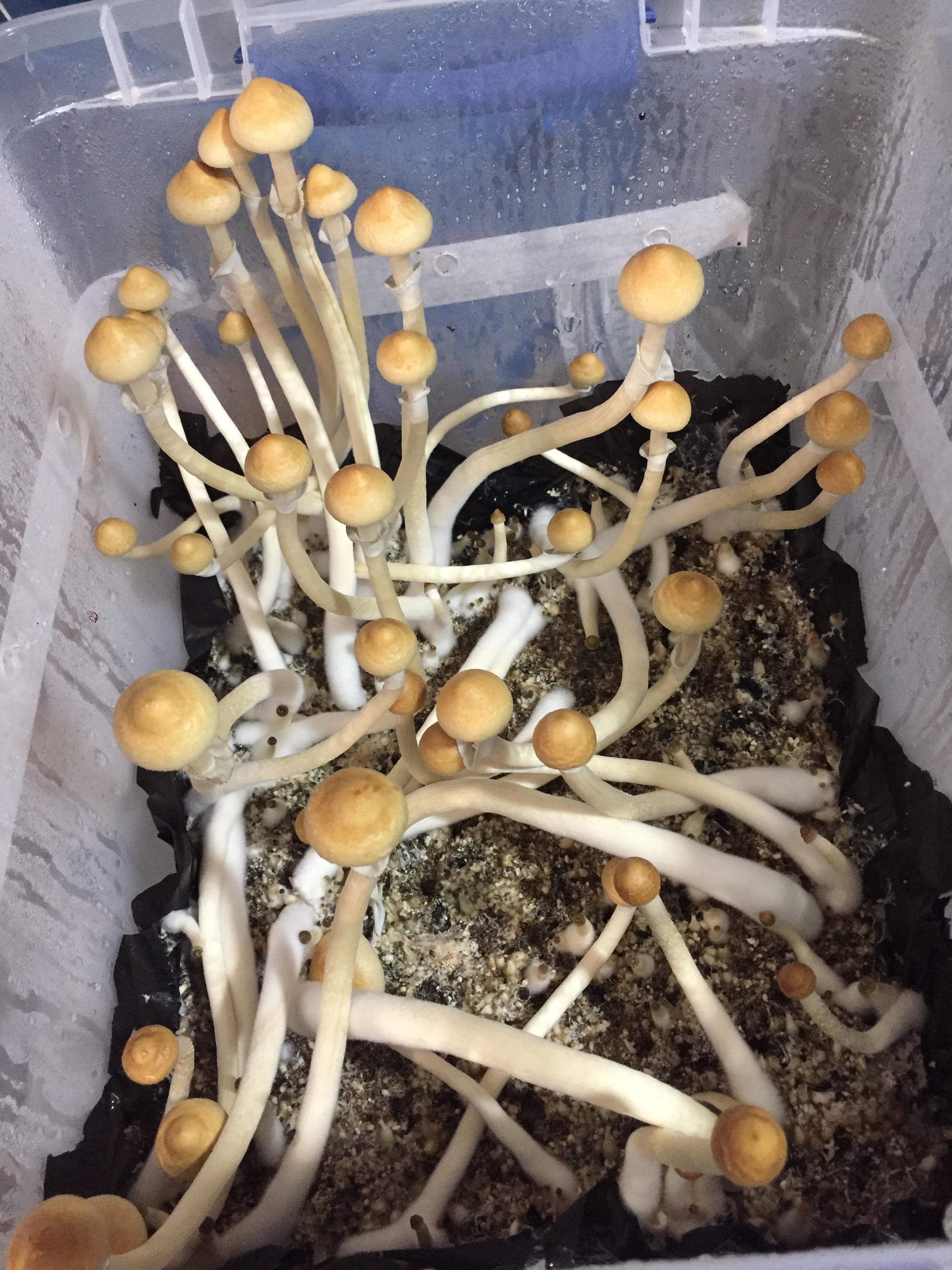 Columbia Rust Skinny Bois (4th flush) | Scrolller