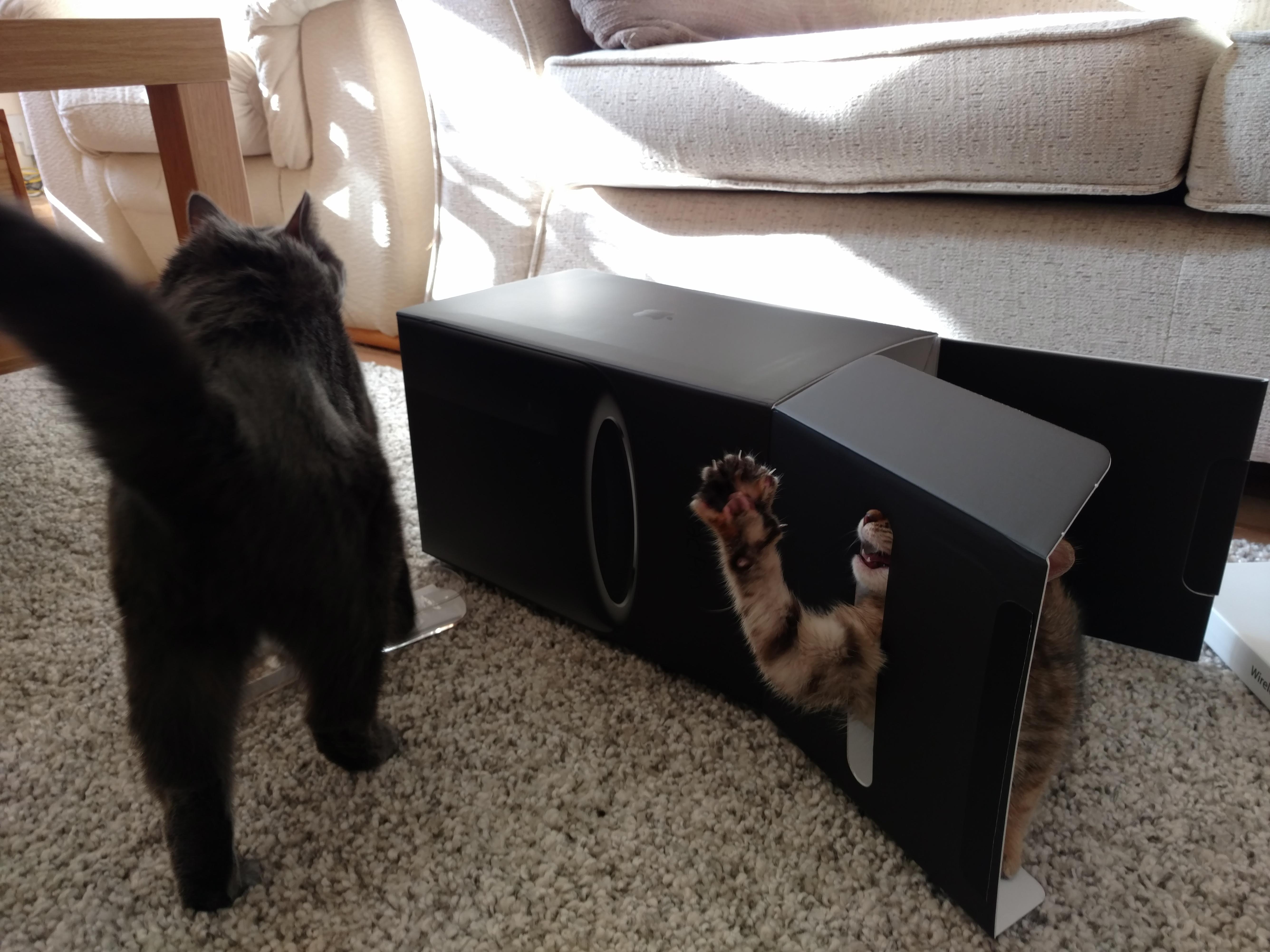 Come here Cat! | Scrolller