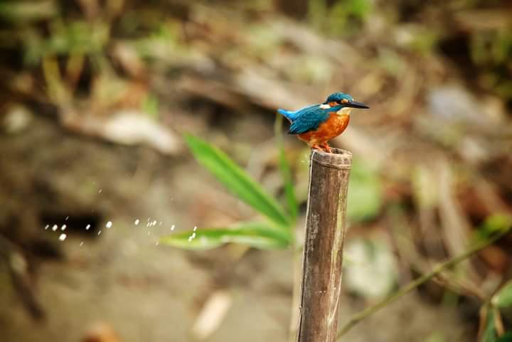 Common kingfisher | Scrolller