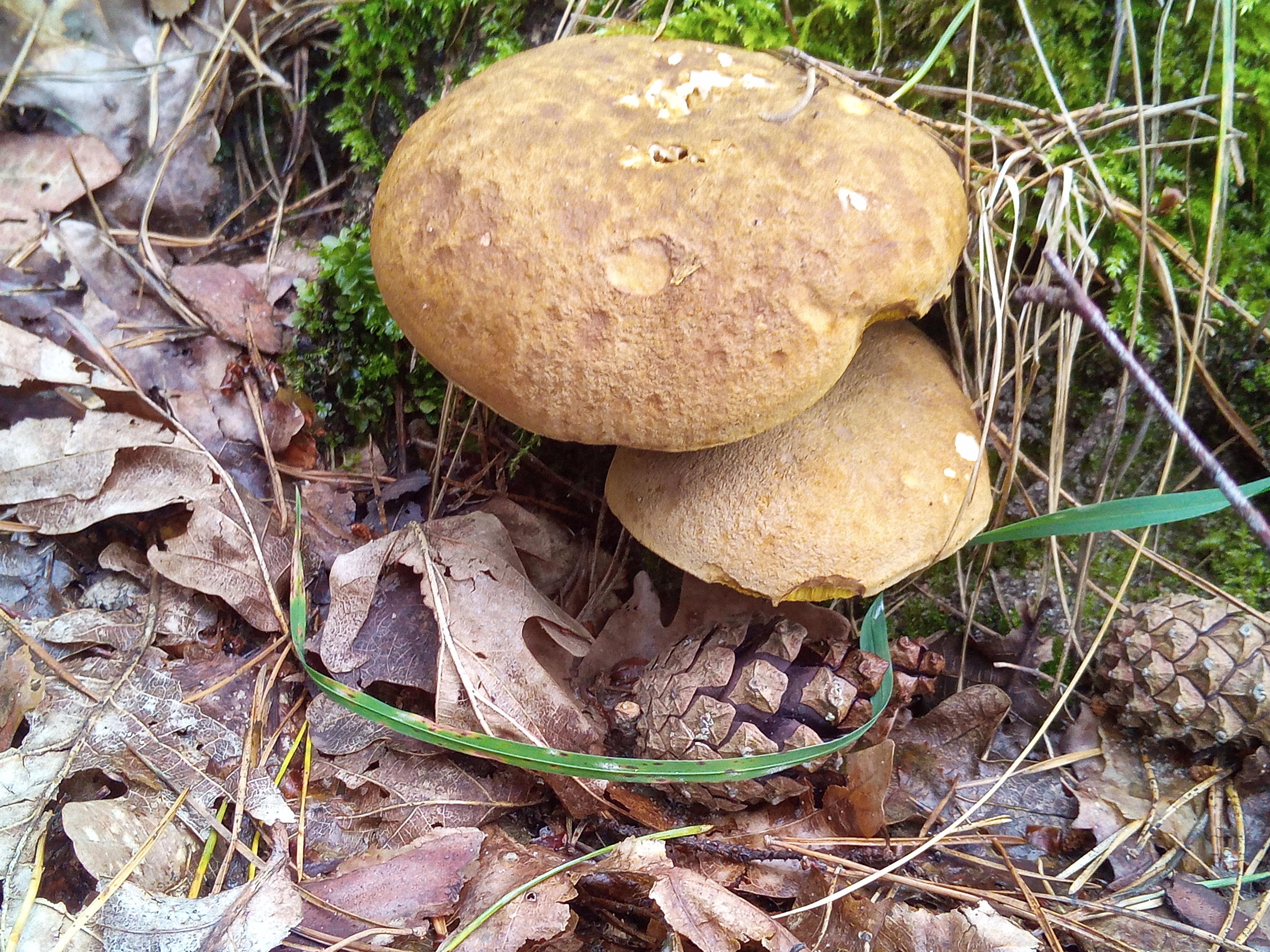 Composition | Scrolller