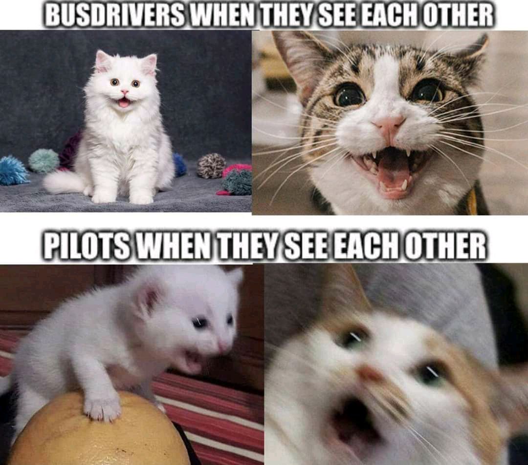 Confused screaming | Scrolller