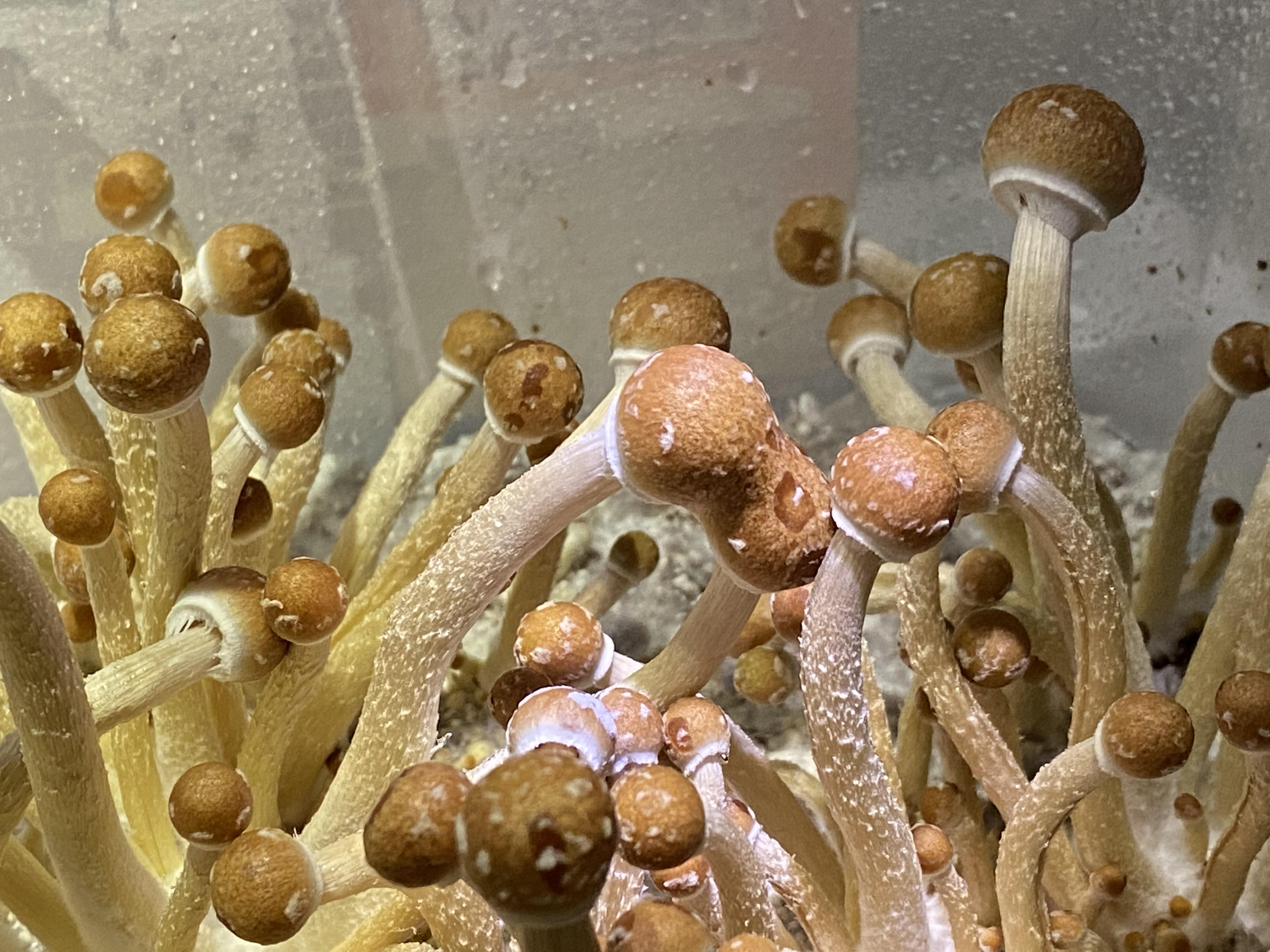 Conjoined Mushies or past lovers?? 🤔 | Scrolller