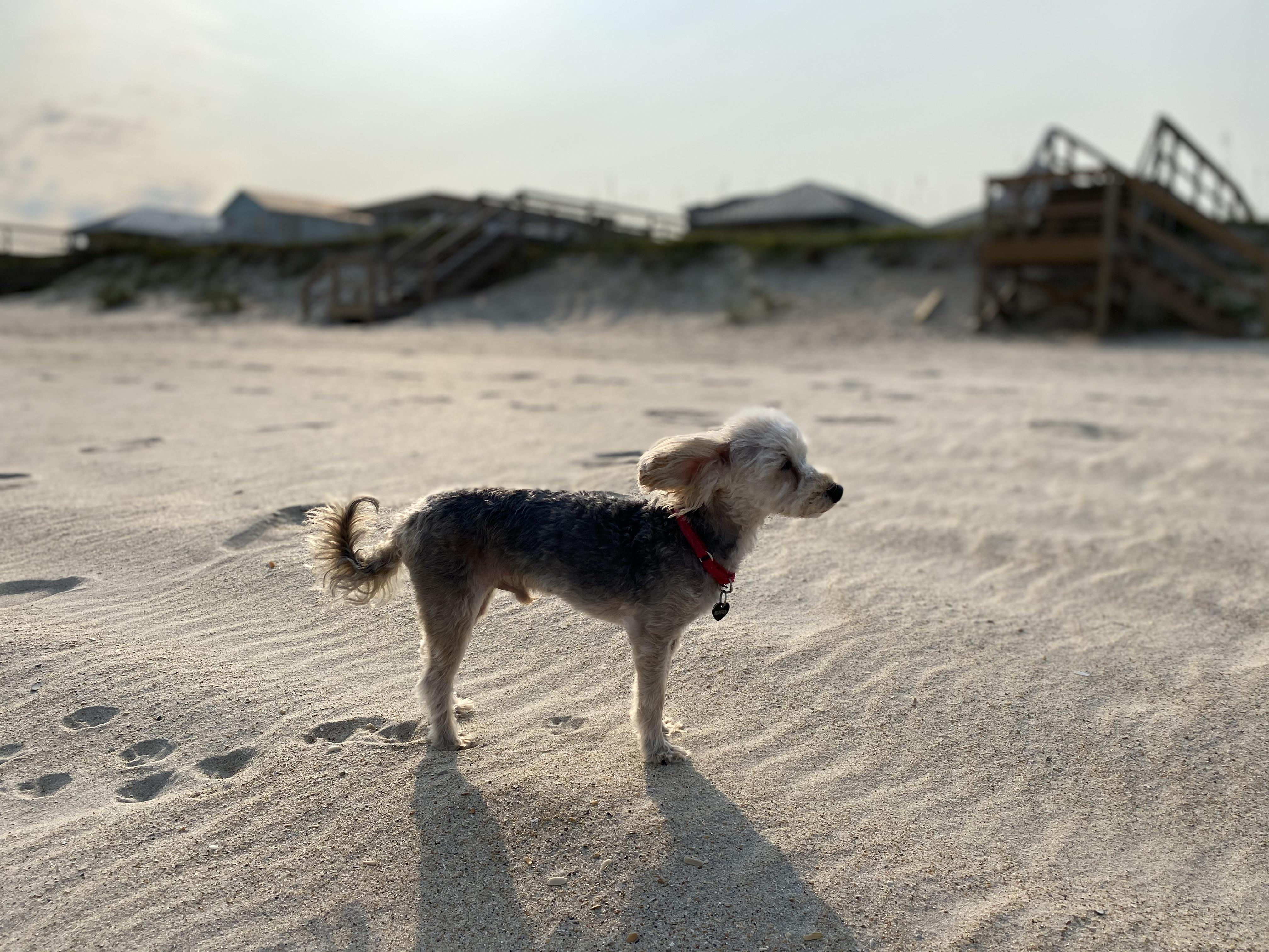 Contemplative thoughts on last night at beach. | Scrolller