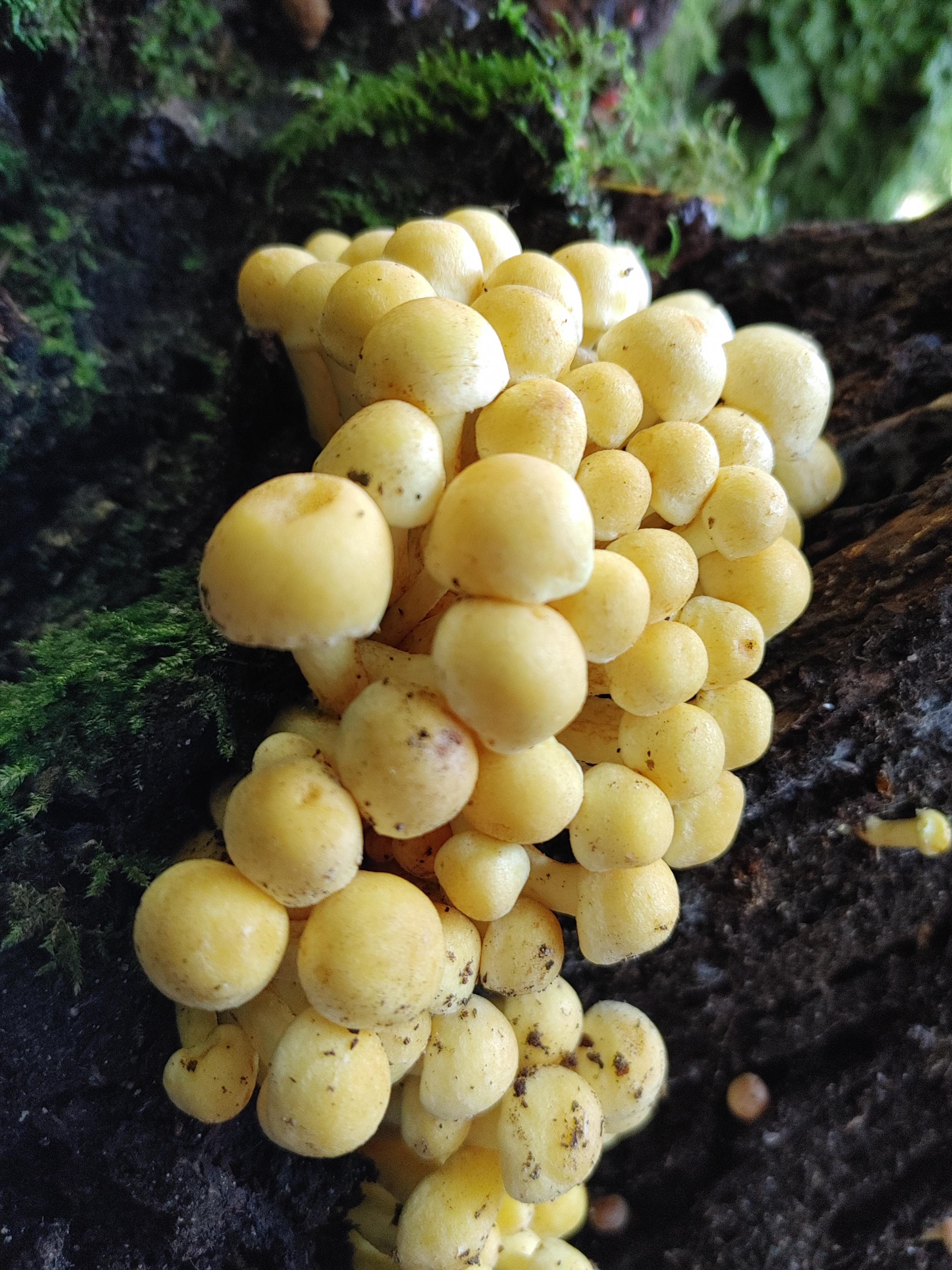 Cool Bushel Of Mushrooms ( Pic I took in Vancouver Bc )!Not sure of the name! | Scrolller