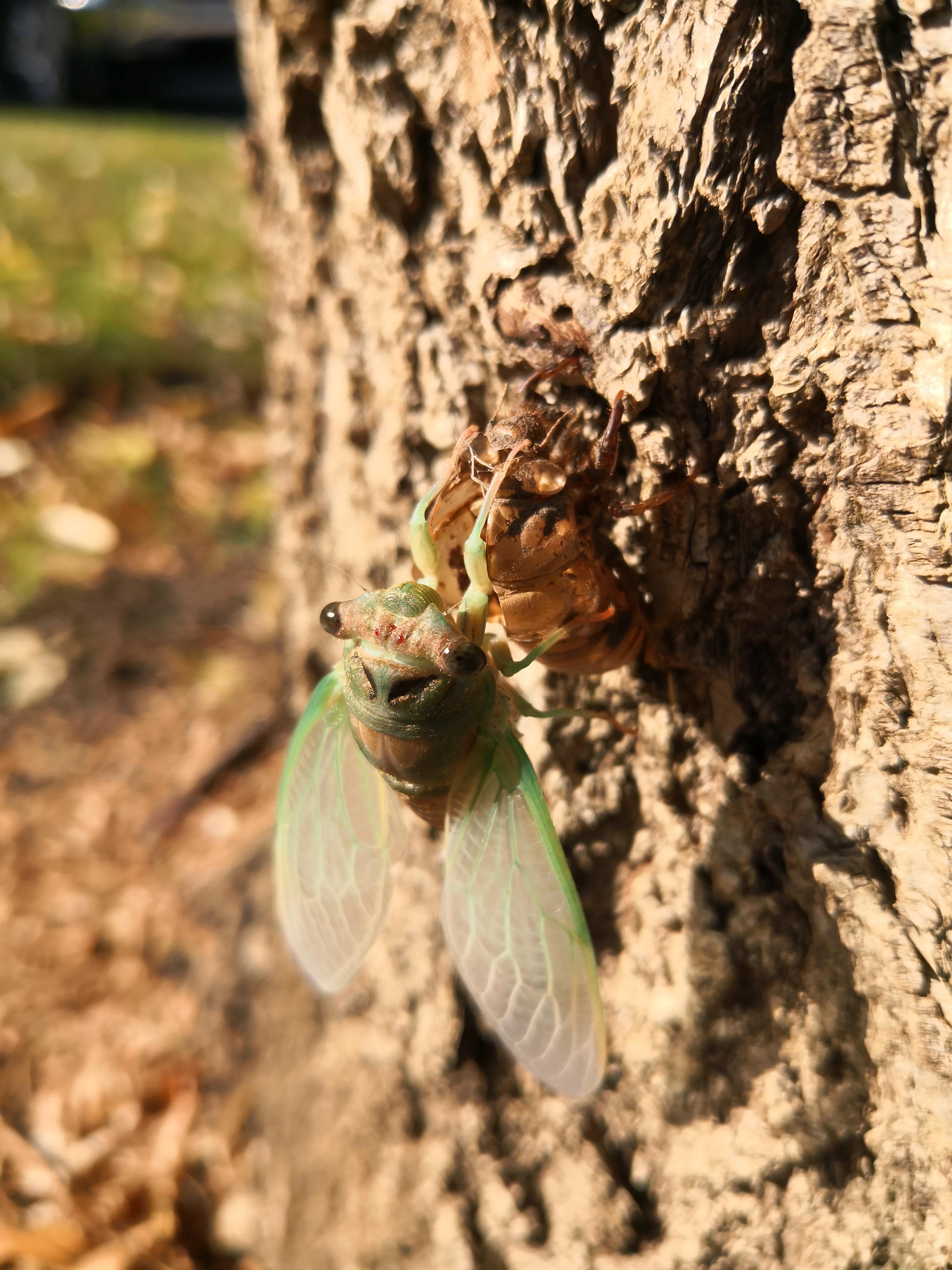 cool cicada | Scrolller