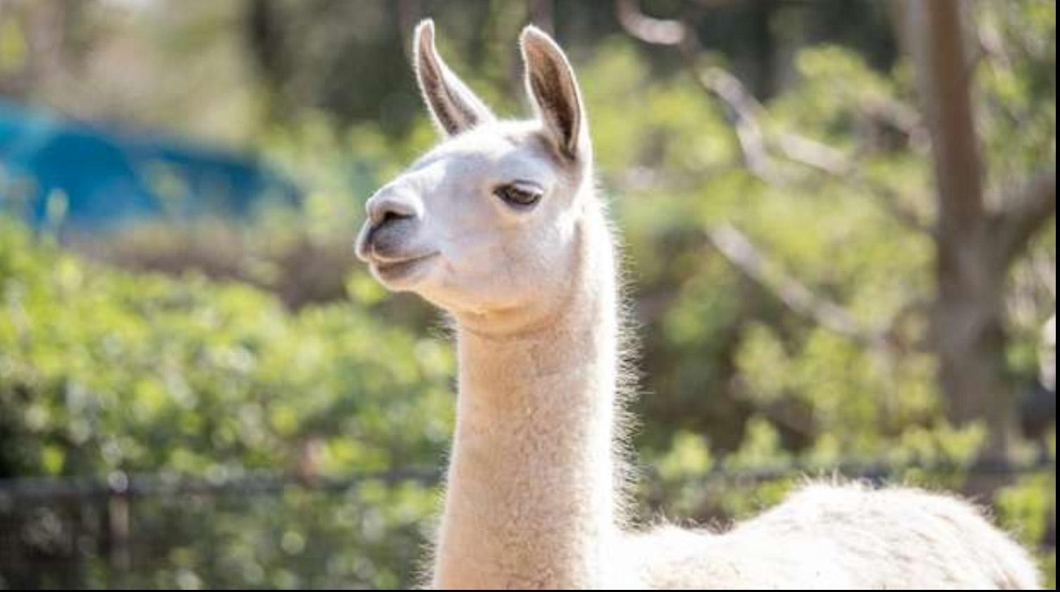 Cool (Llama) [My Gallery] | Scrolller