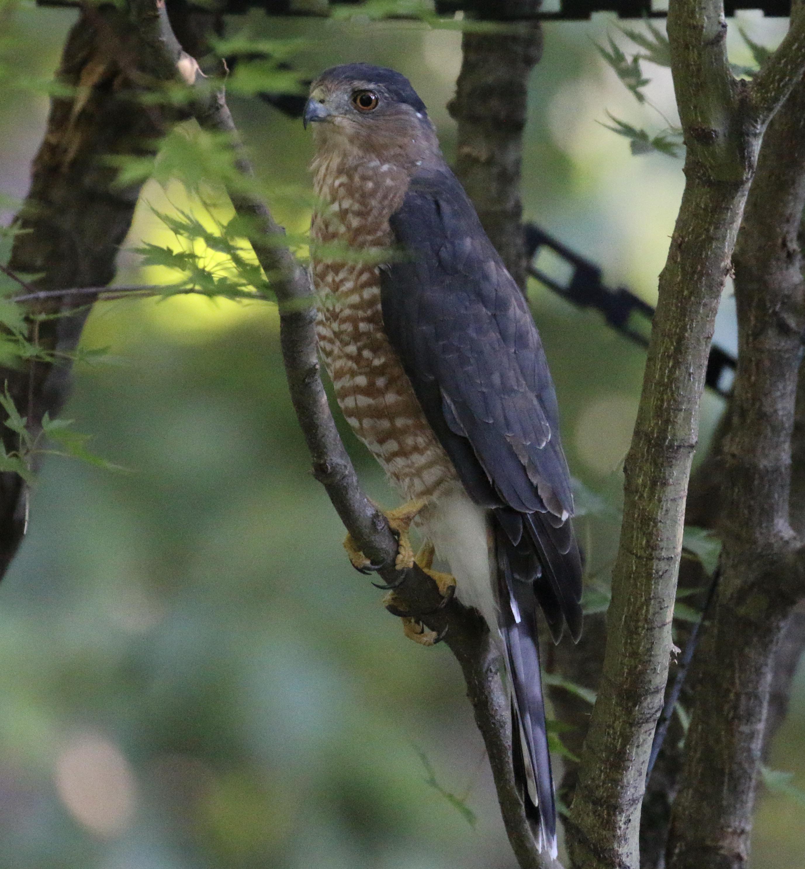 Cooper's Hawk last evening, Massachusetts | Scrolller