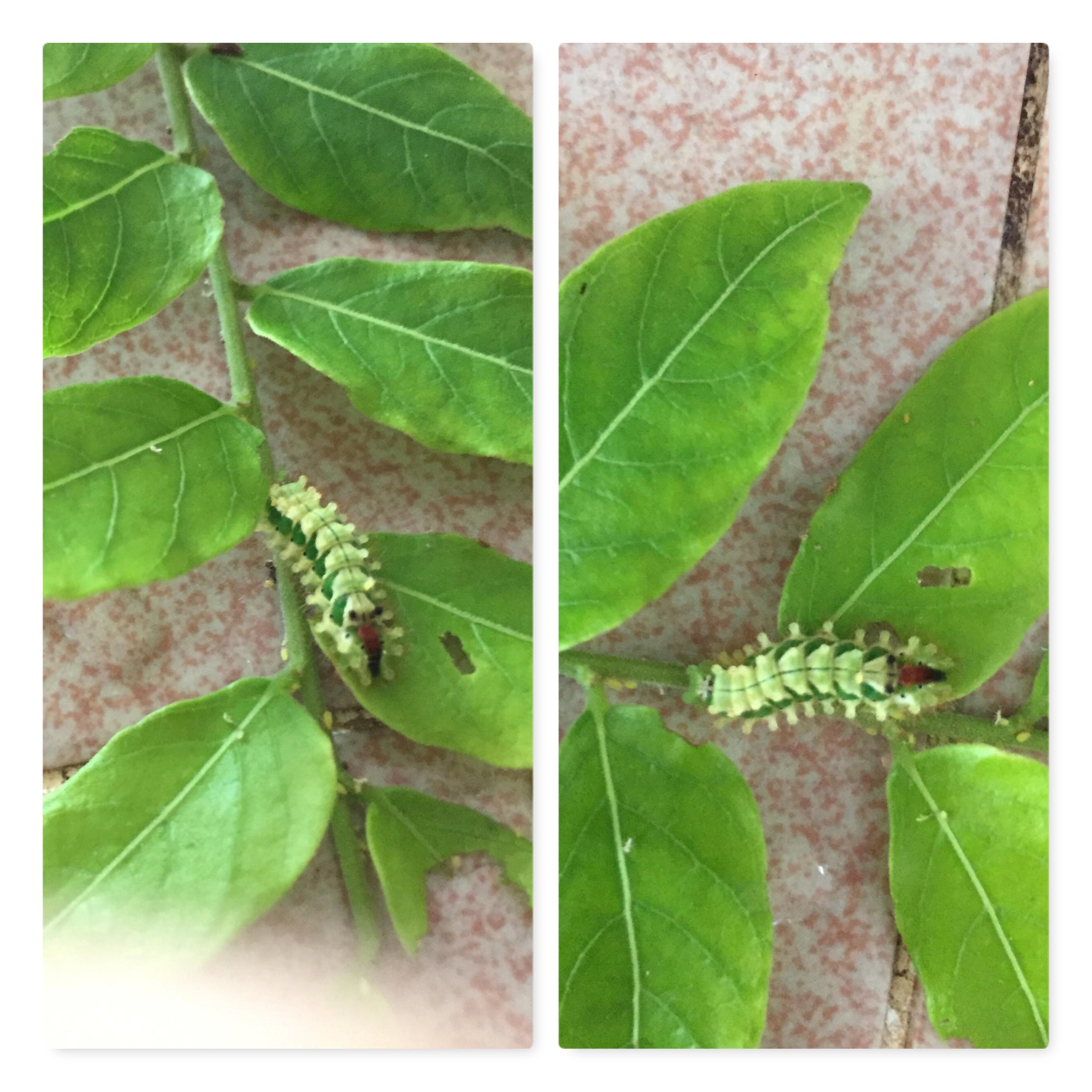 Copper Flash caterpillar (Rapala pheretima sequeira), Malaysia | Scrolller