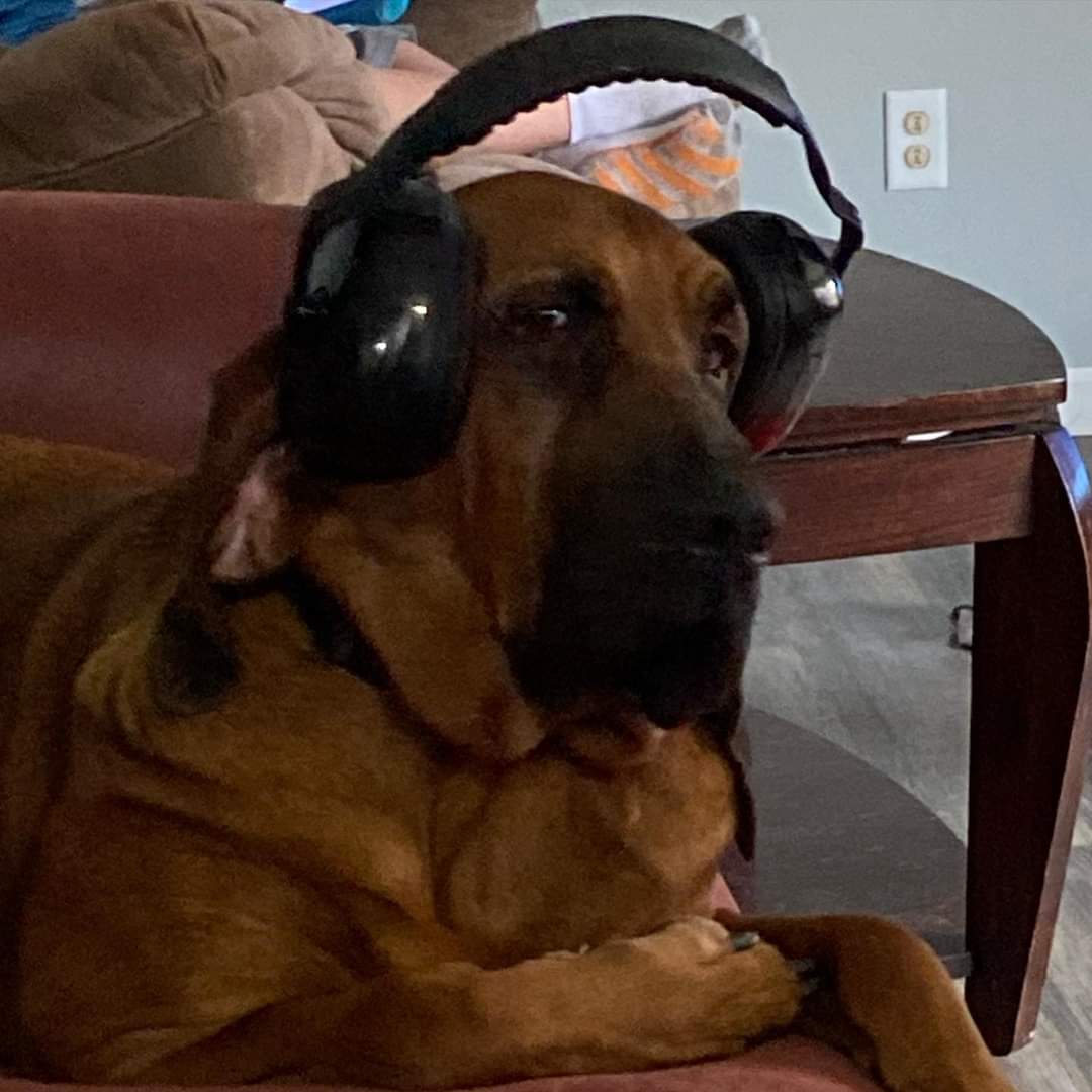 Copper is so patient with the kids shenanigans. | Scrolller